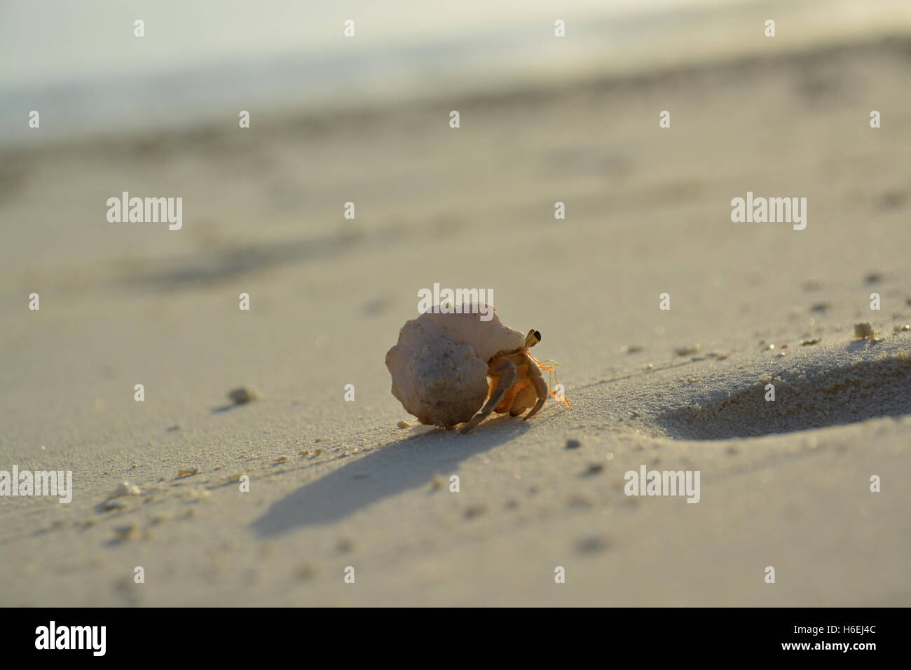 Hermit Crab Shell beach sand Stock Photo - Alamy