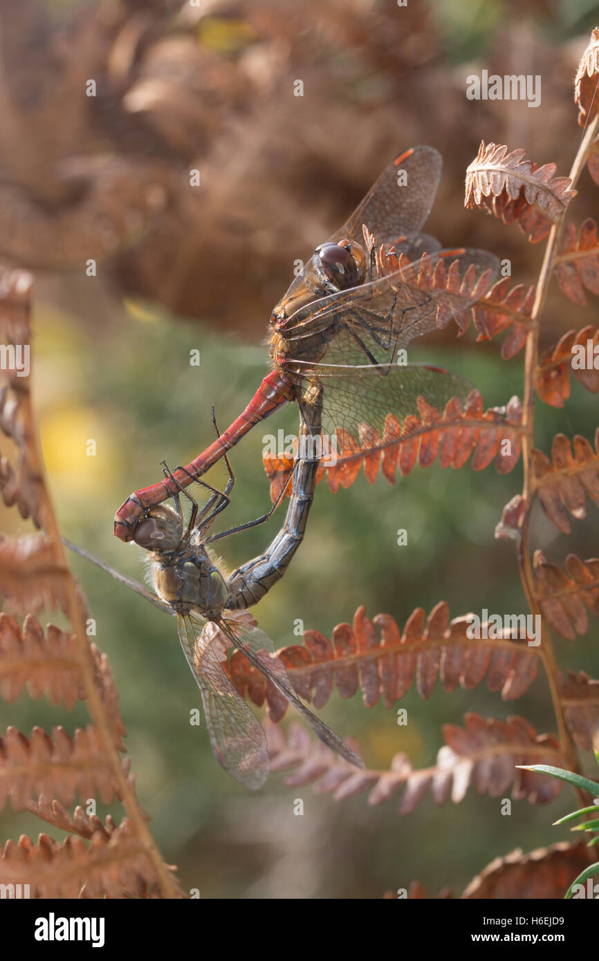 Common darter dragonfly (Sympetrum striolatum) mating pair in tandem ...