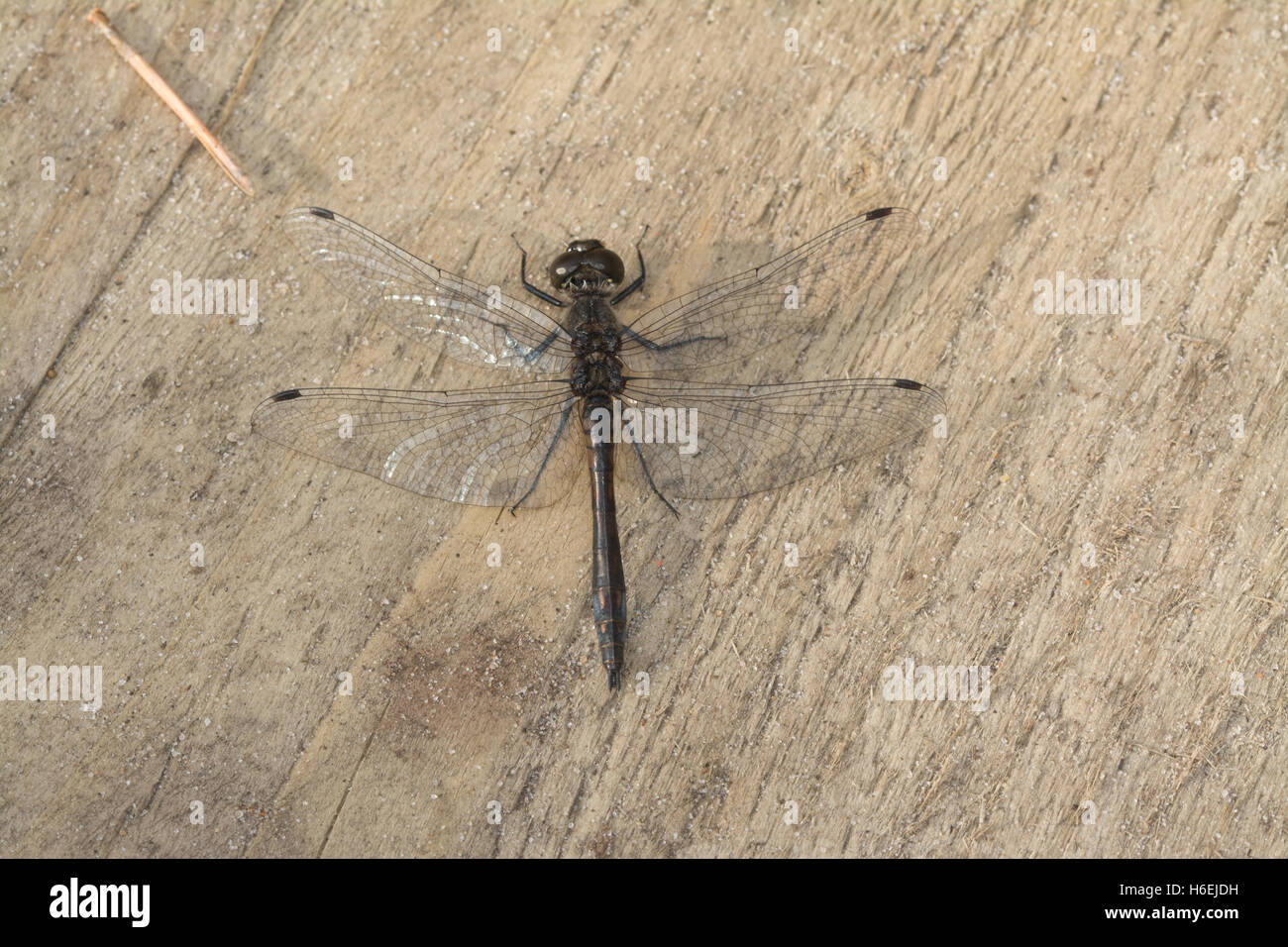 Black darter dragonfly (Sympetrum danae) - male Stock Photo - Alamy