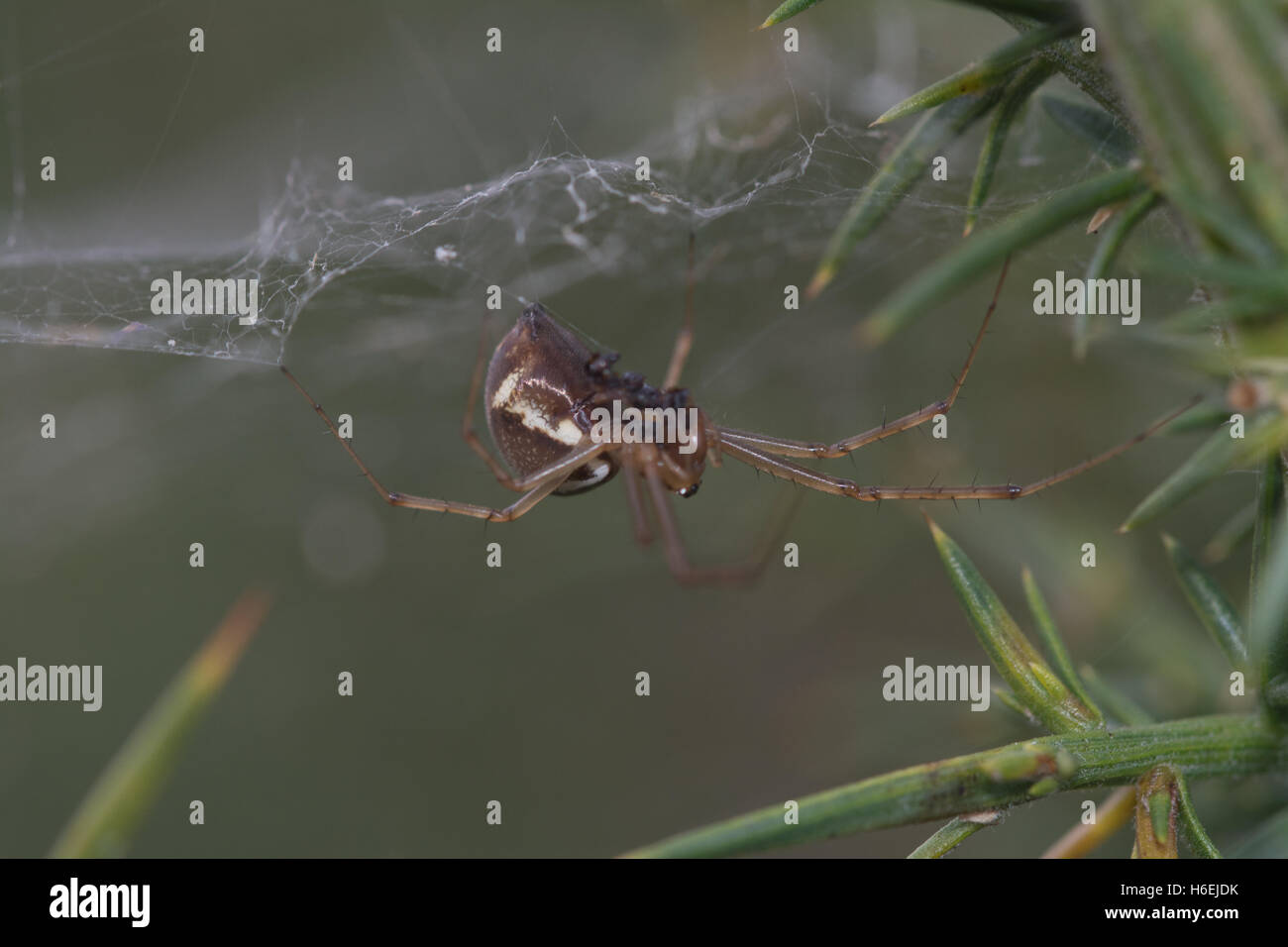 Hammock spider hanging under web on gorse bush Stock Photo - Alamy