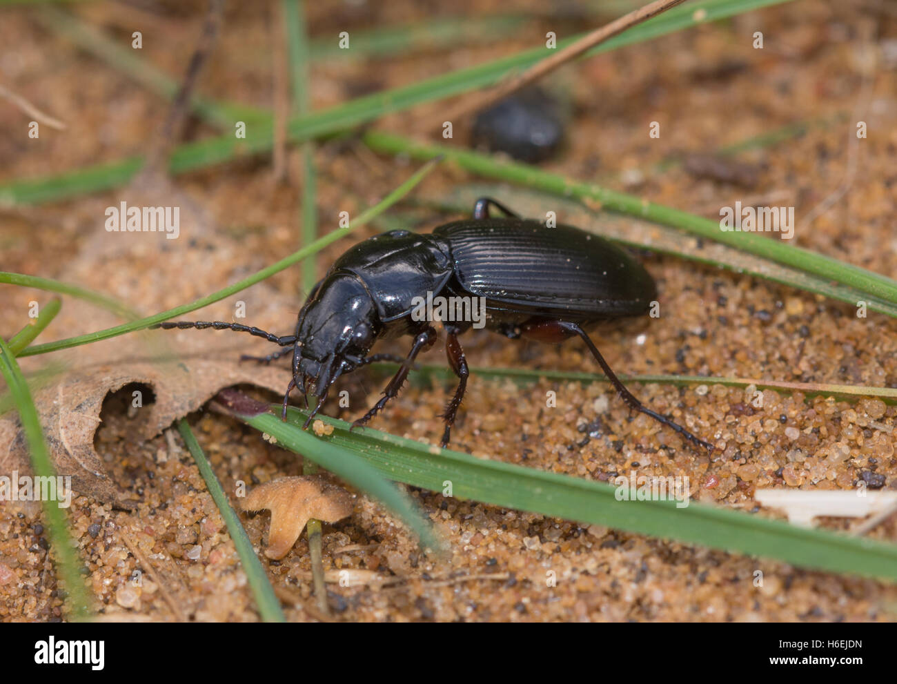 Common ground beetle uk hi-res stock photography and images - Alamy