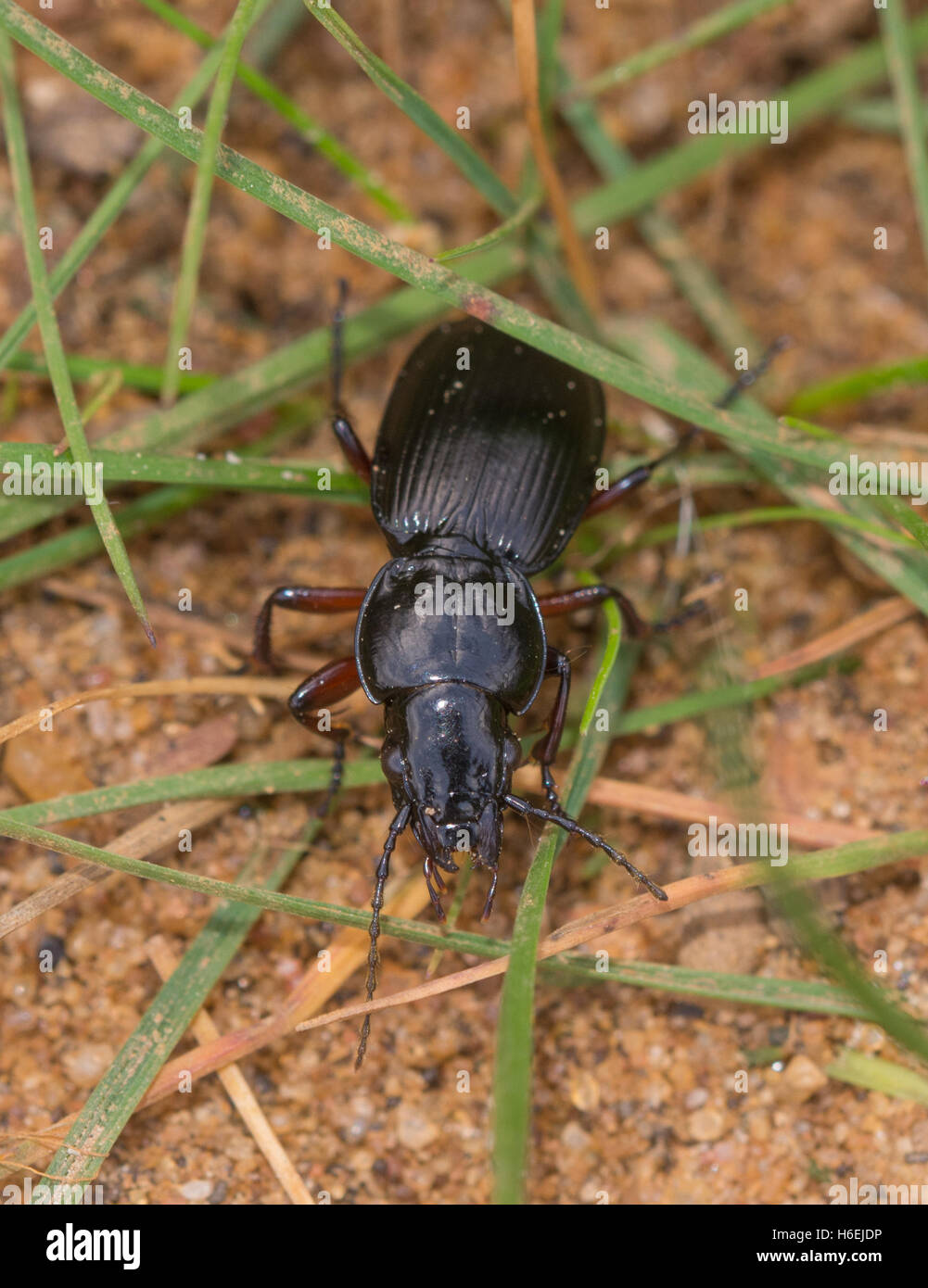 Common ground beetle uk hi-res stock photography and images - Alamy