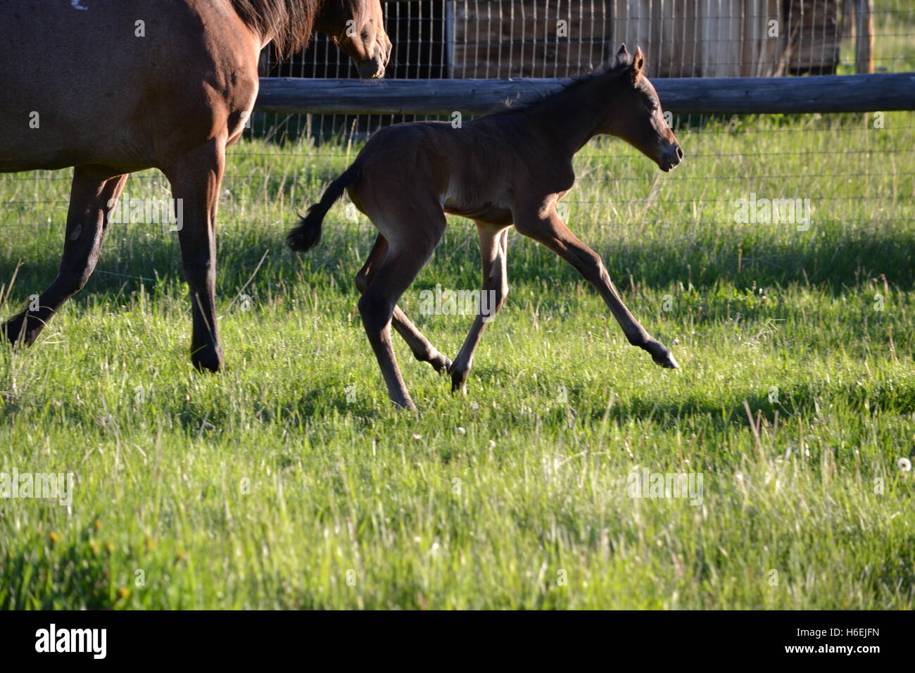 Baby horse learning to walk hi-res stock photography and images - Alamy