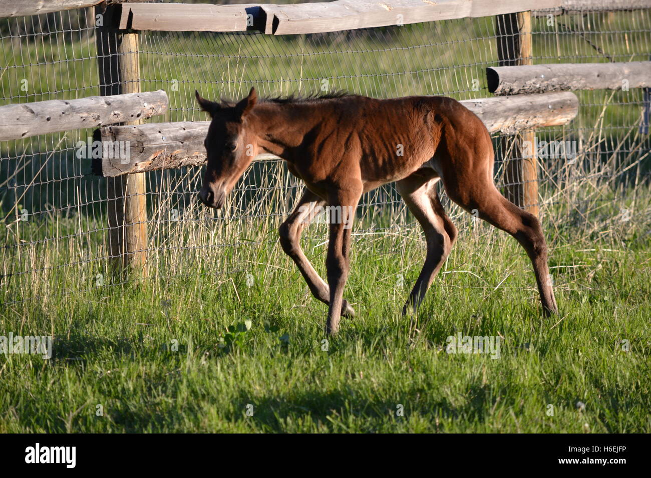New Born Foal Stock Photo - Alamy