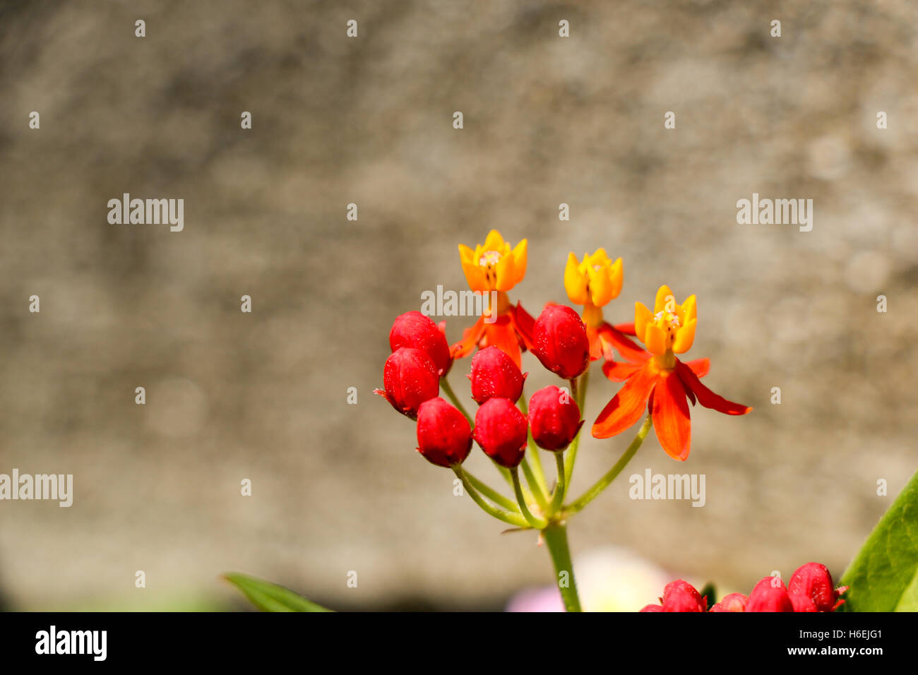 Beautiful belly plant flowers flowers in nature background Stock Photo ...