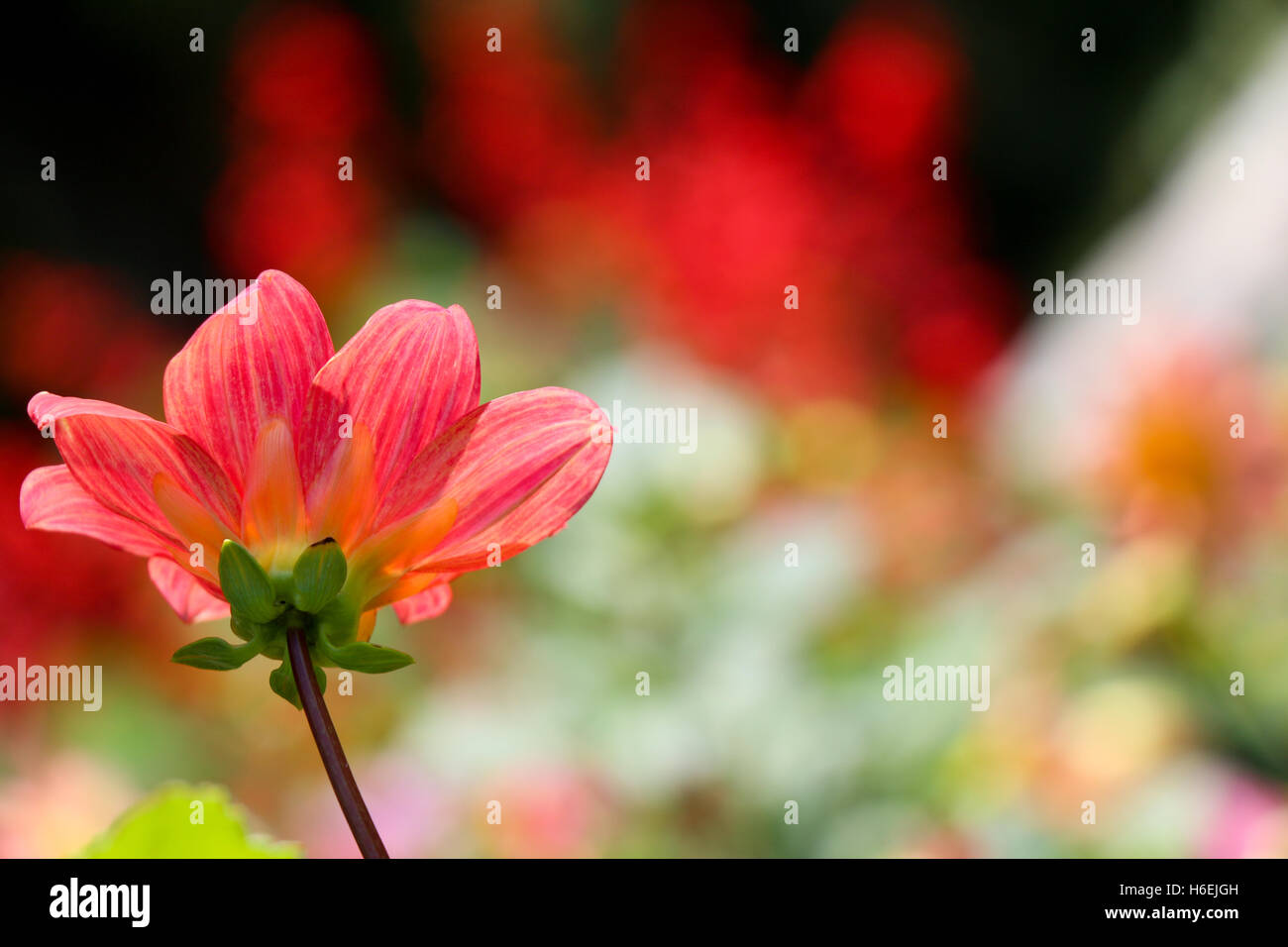Beautiful fresh flowers in nature background Stock Photo - Alamy