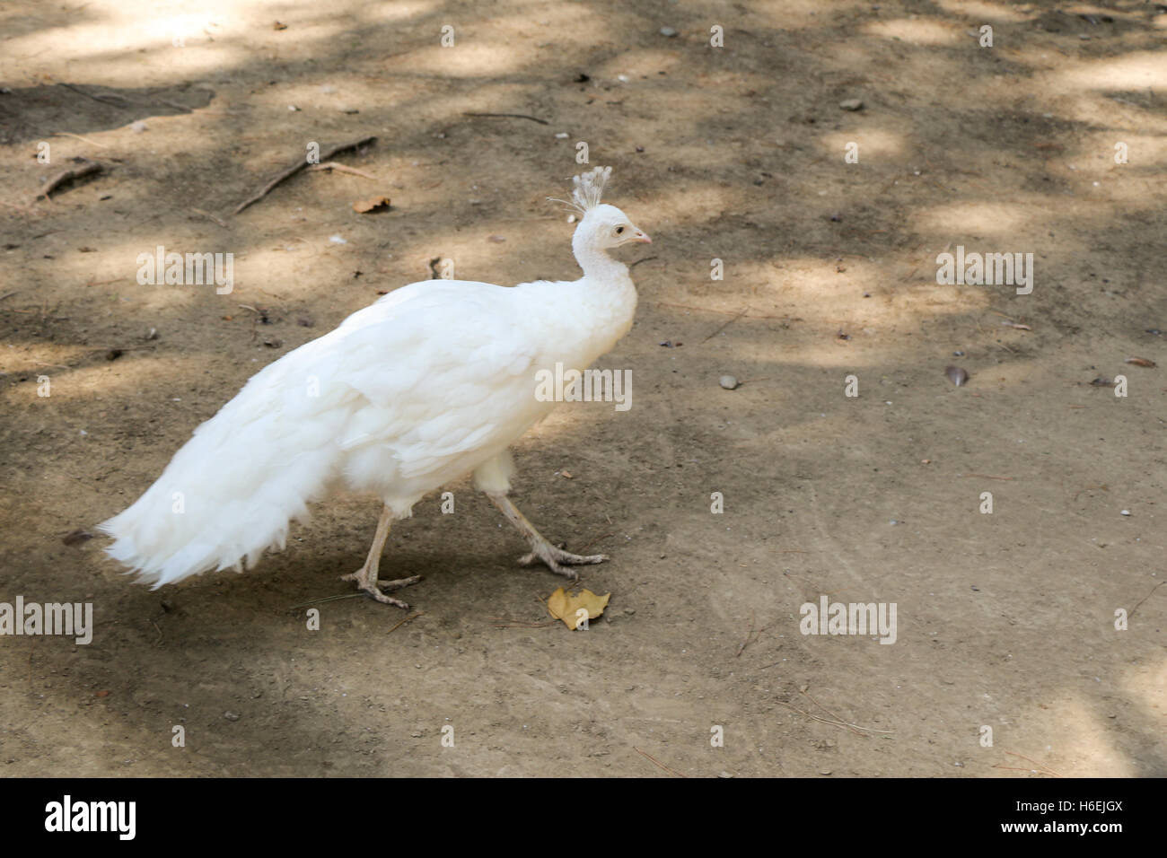 portrait of a white peacock outdoors on soil background Stock Photo - Alamy