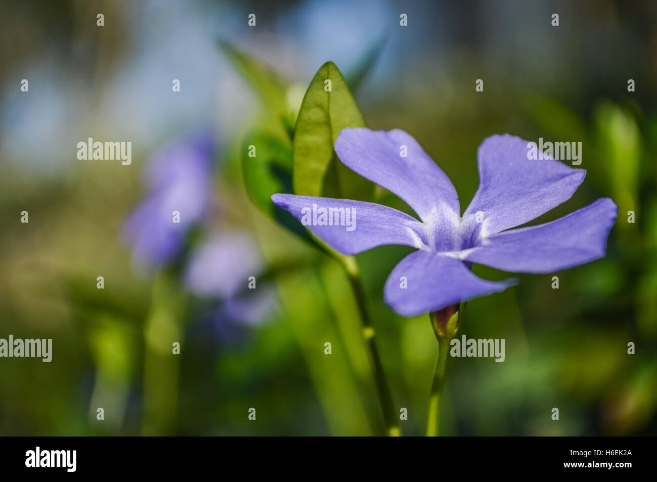 Periwinkle Flower High Resolution Stock Photography and Images - Alamy