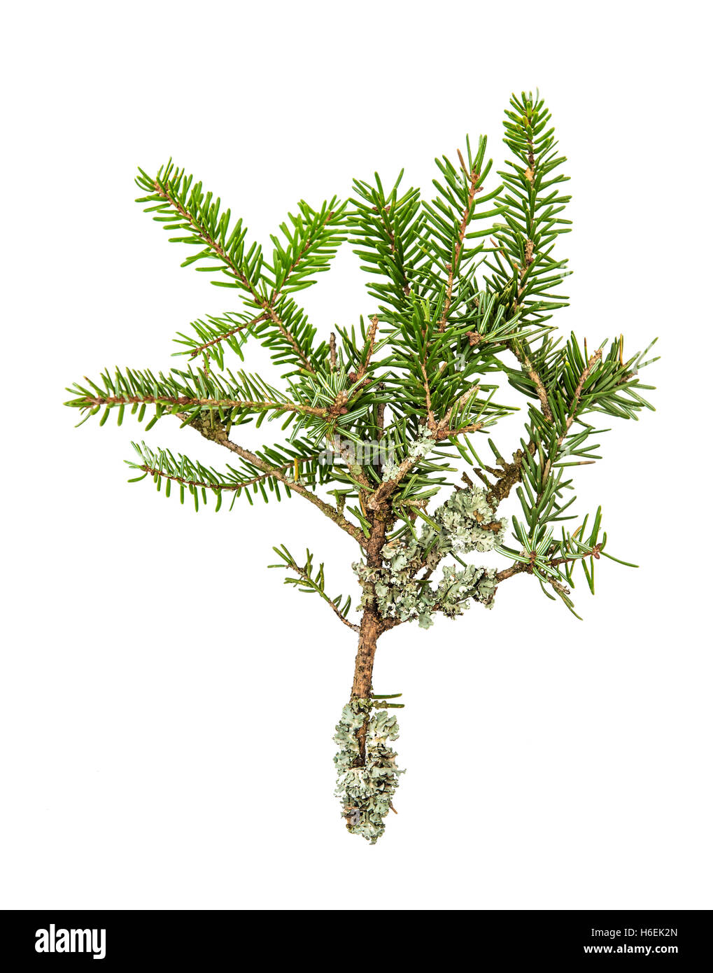 Pine sprig. Fresh green fir branches. Christmas tree isolated on white ...