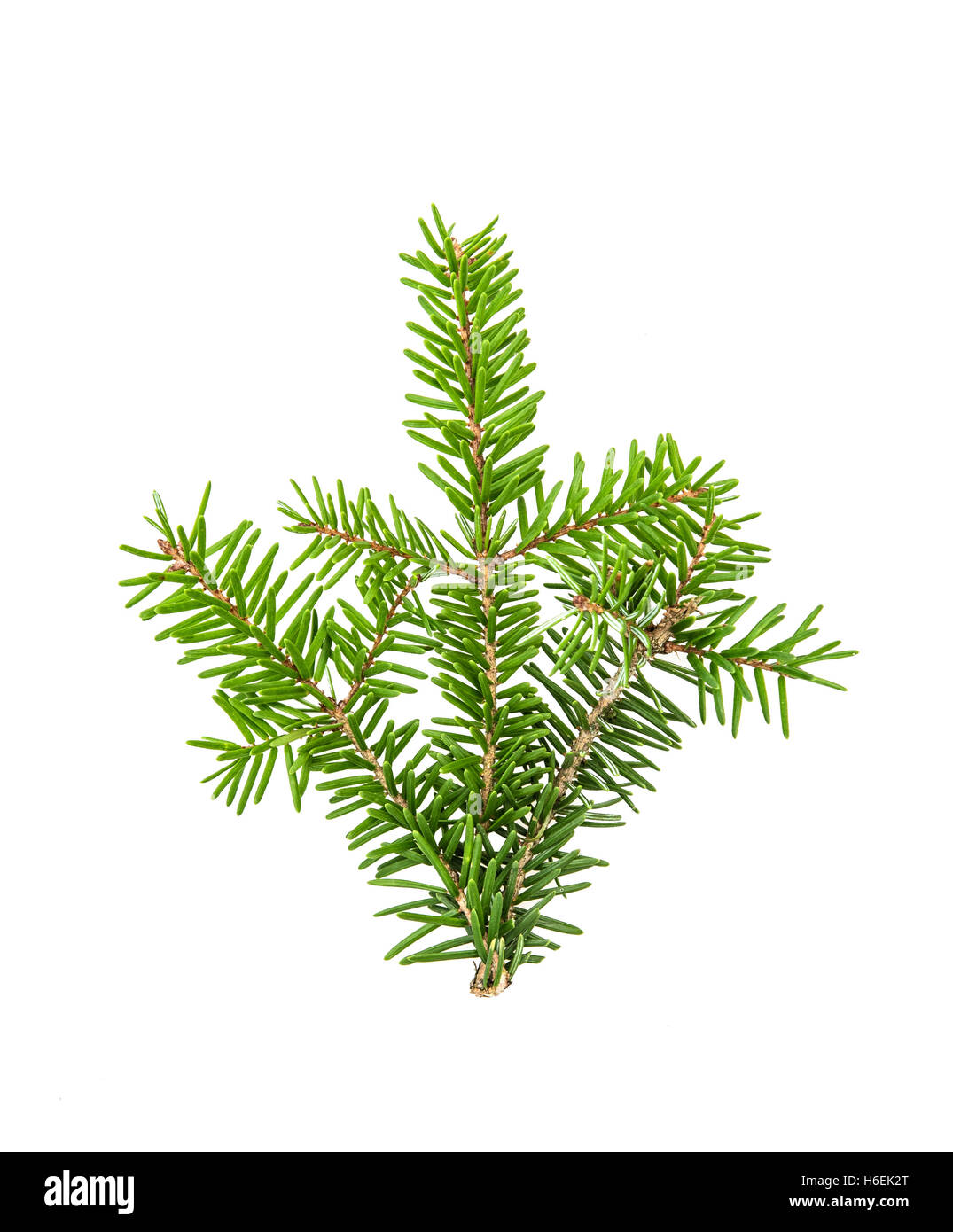 Pine sprig. Branches of christmas tree isolated on white background ...