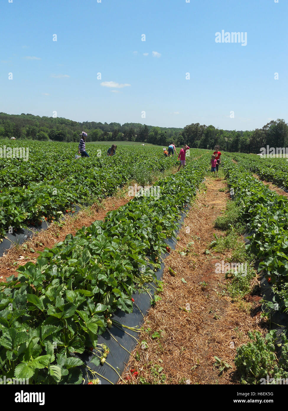 People picking fruits strawberry farm hi-res stock photography and ...