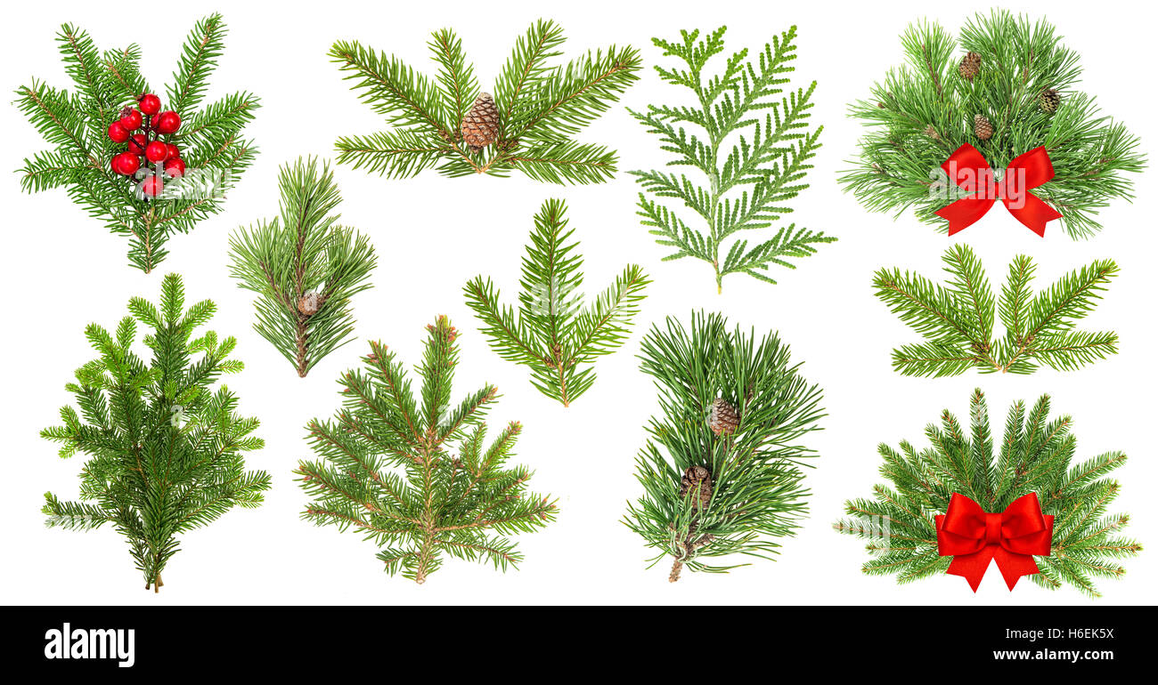 Evergreen coniferous tree branches isolated on white background ...