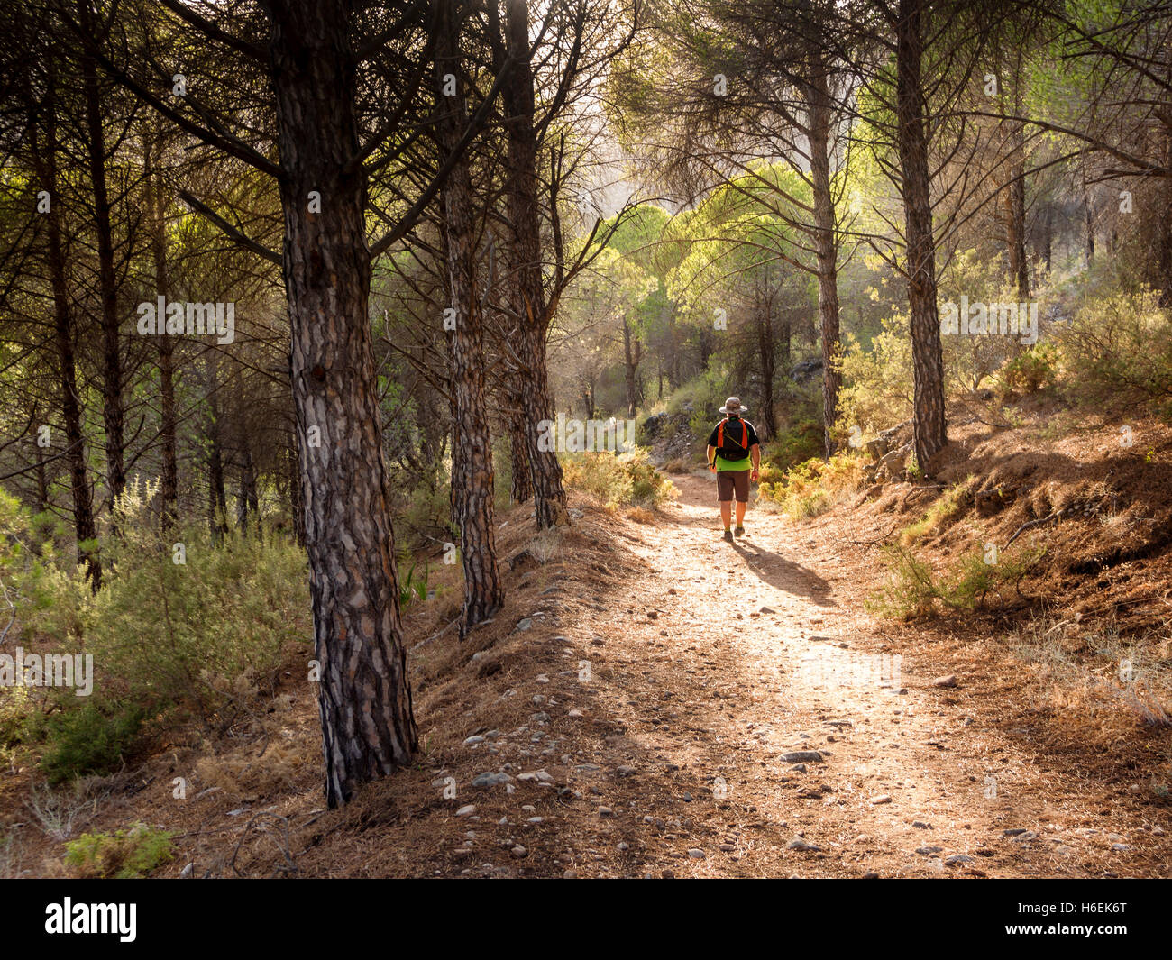 Hiker, Sierra Mijas mountain forest. Costa del Sol, Malaga province ...