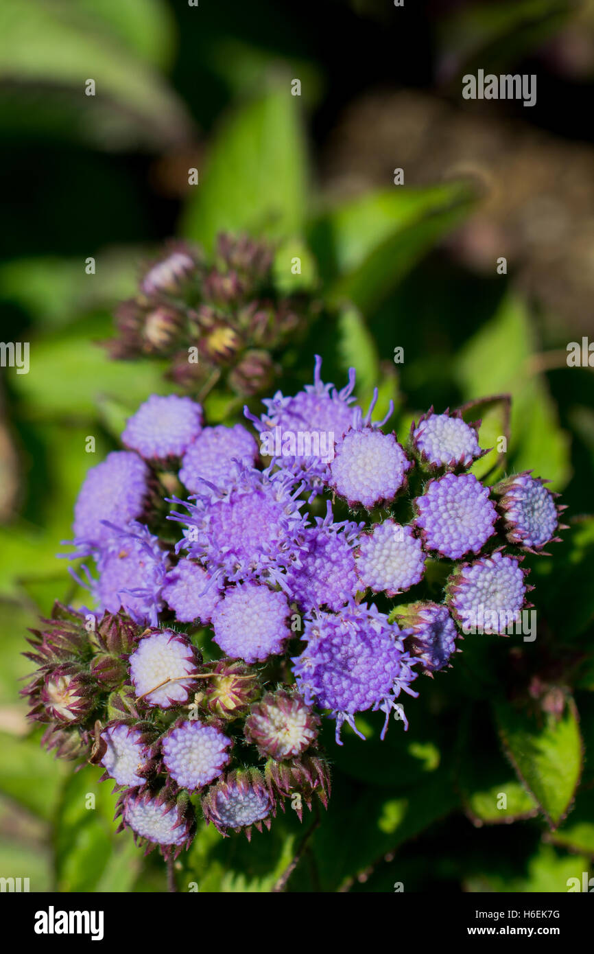 Beautiful fresh flowers in nature background Stock Photo - Alamy