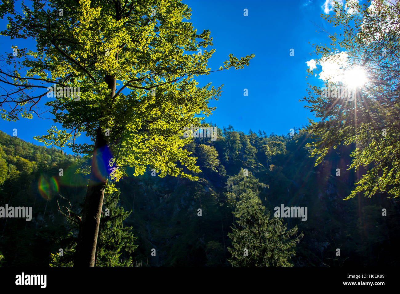 Bright Sun over Mountain Forest Stock Photo - Alamy