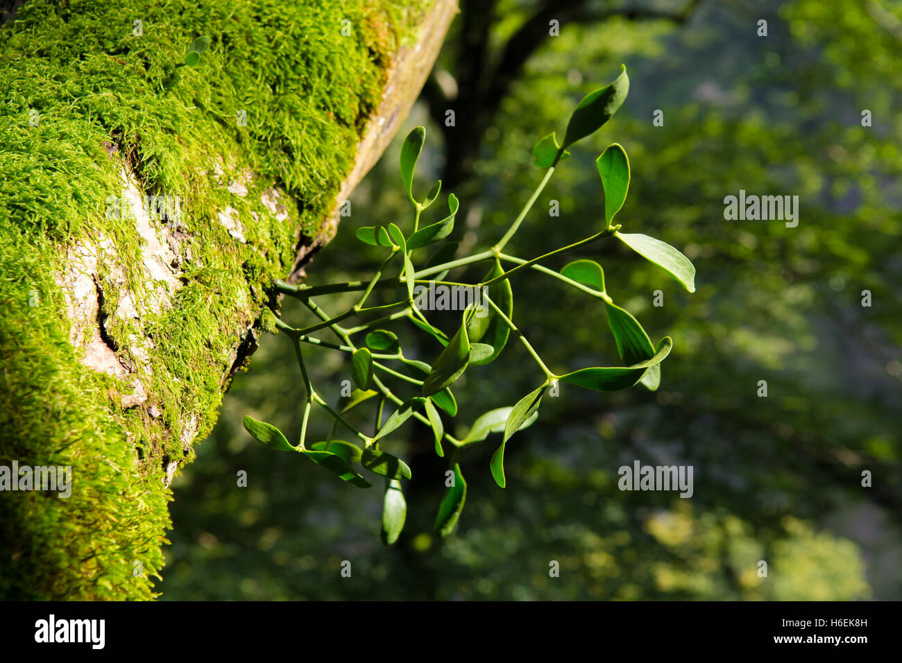 Mistletoe on Mossy Tree Stem Stock Photo - Alamy