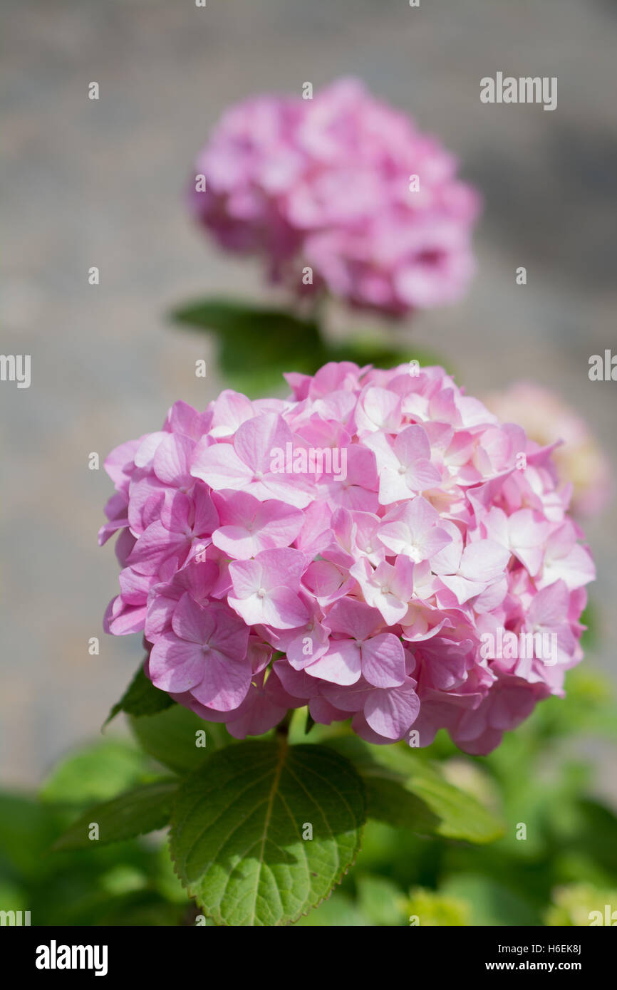 Beautiful hydrangea flowers in nature background Stock Photo - Alamy