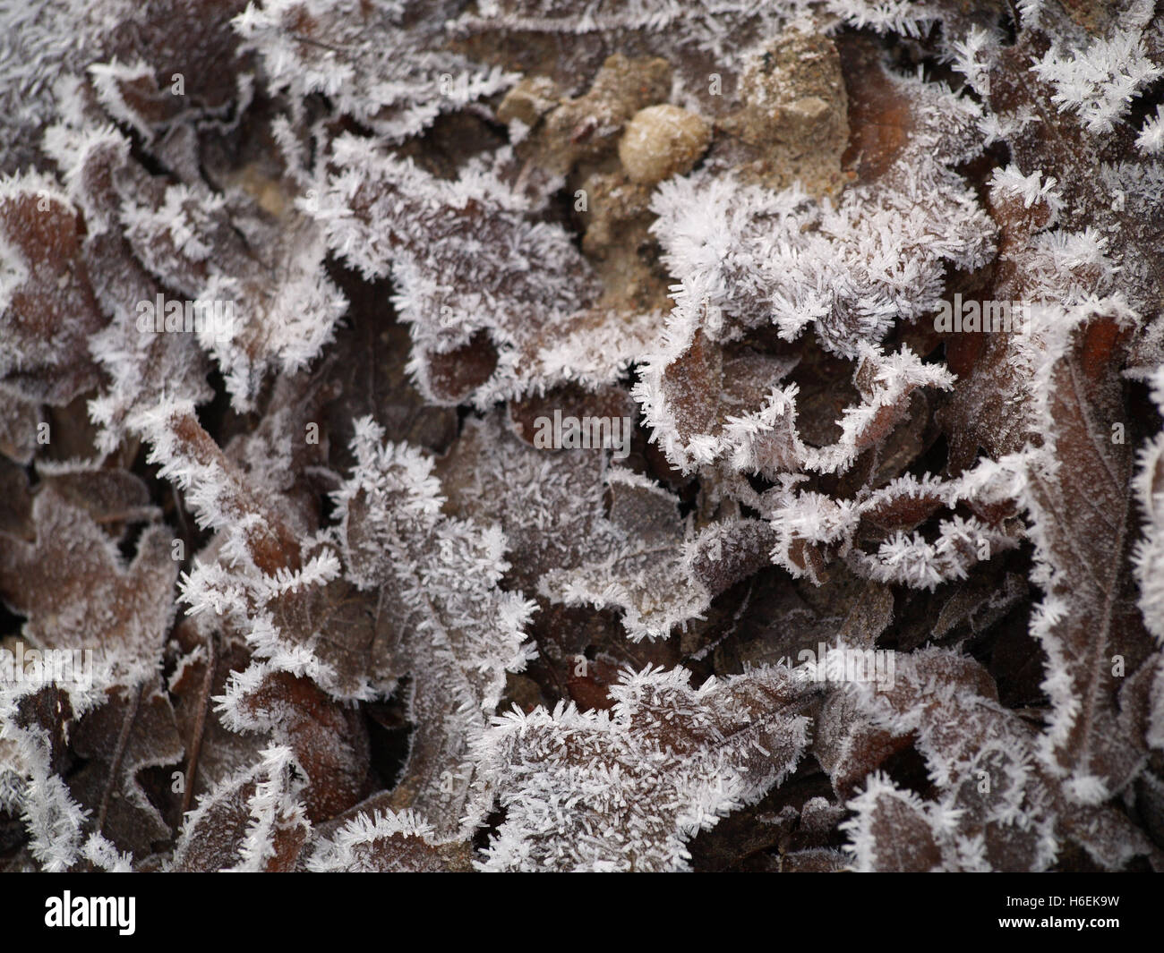 Frozen leafs hi-res stock photography and images - Alamy
