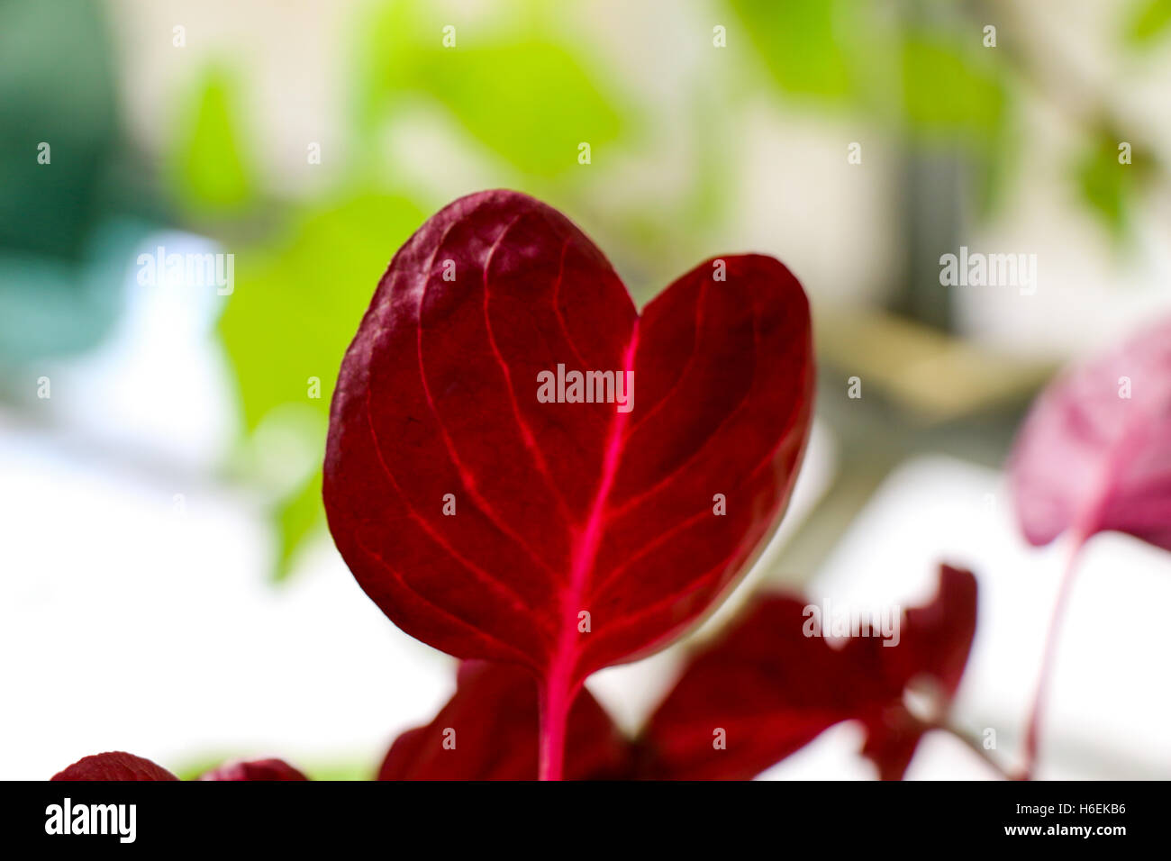 One separate green leaf of spring season Stock Photo - Alamy
