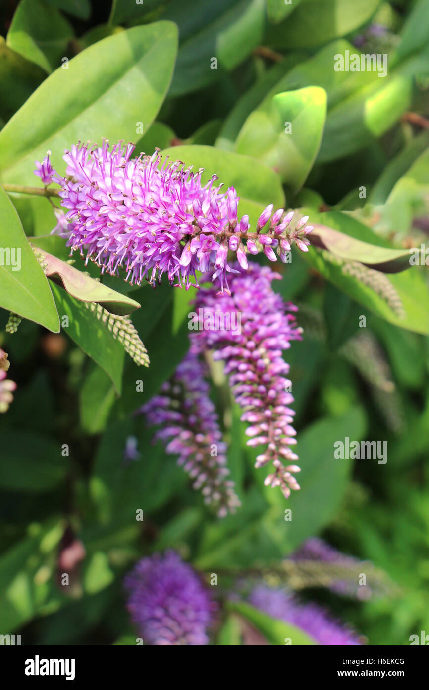 Beautiful fresh flowers in nature background Stock Photo - Alamy