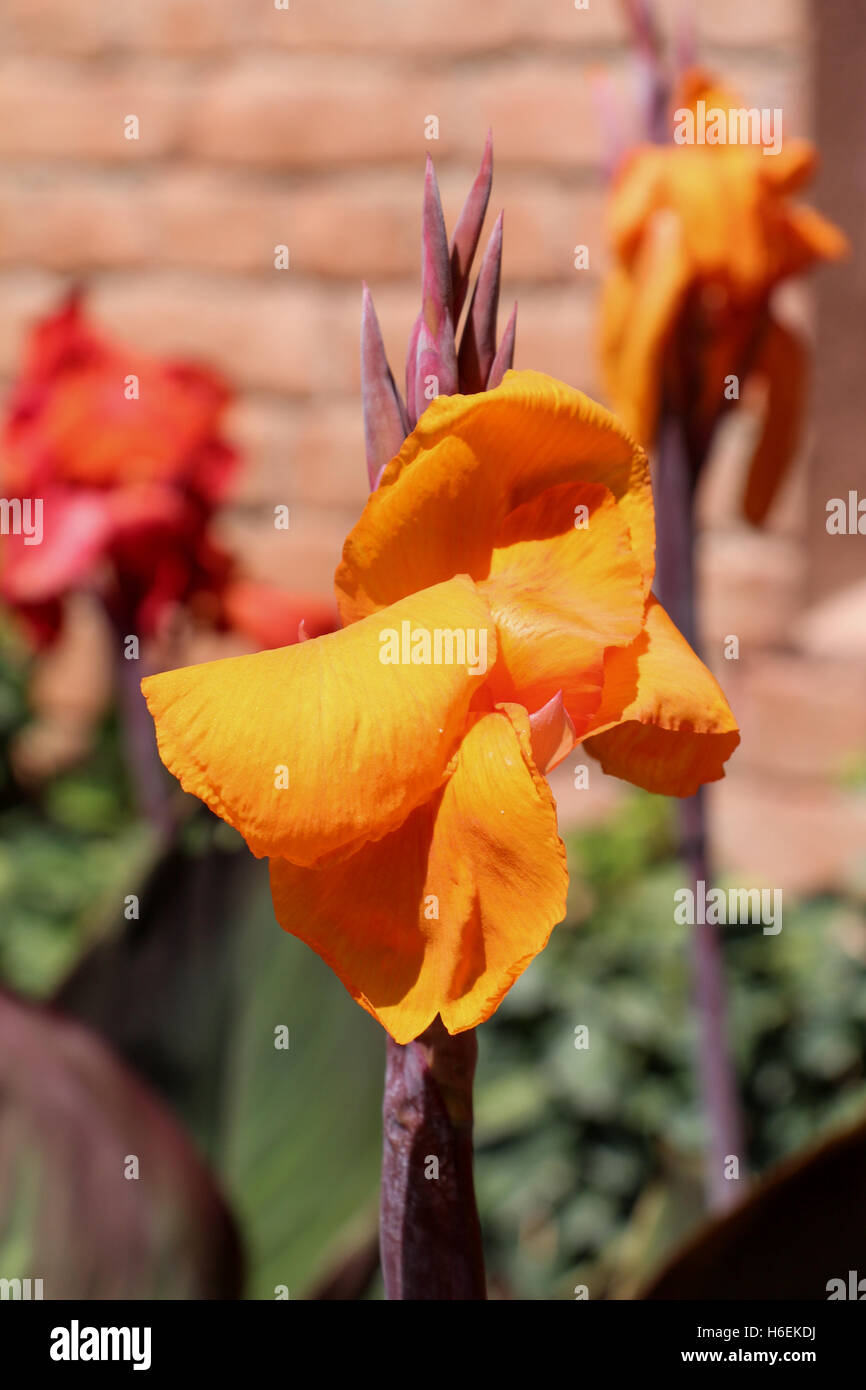 Beautiful fresh Iris flowers in nature background Stock Photo - Alamy