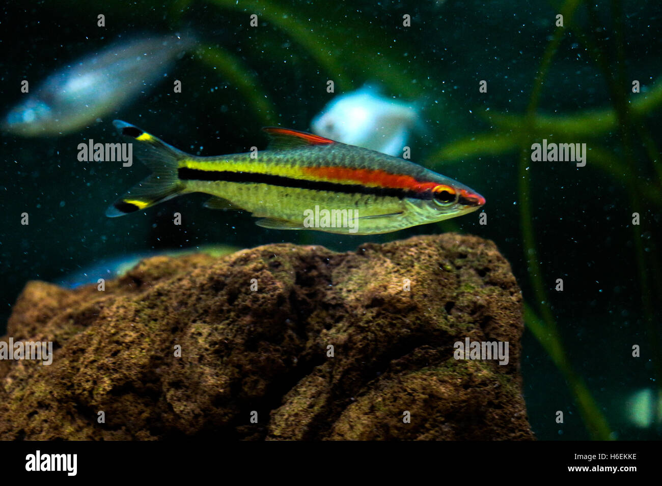 Beautiful colorful fish swims in the aquarium envıronment Stock Photo ...