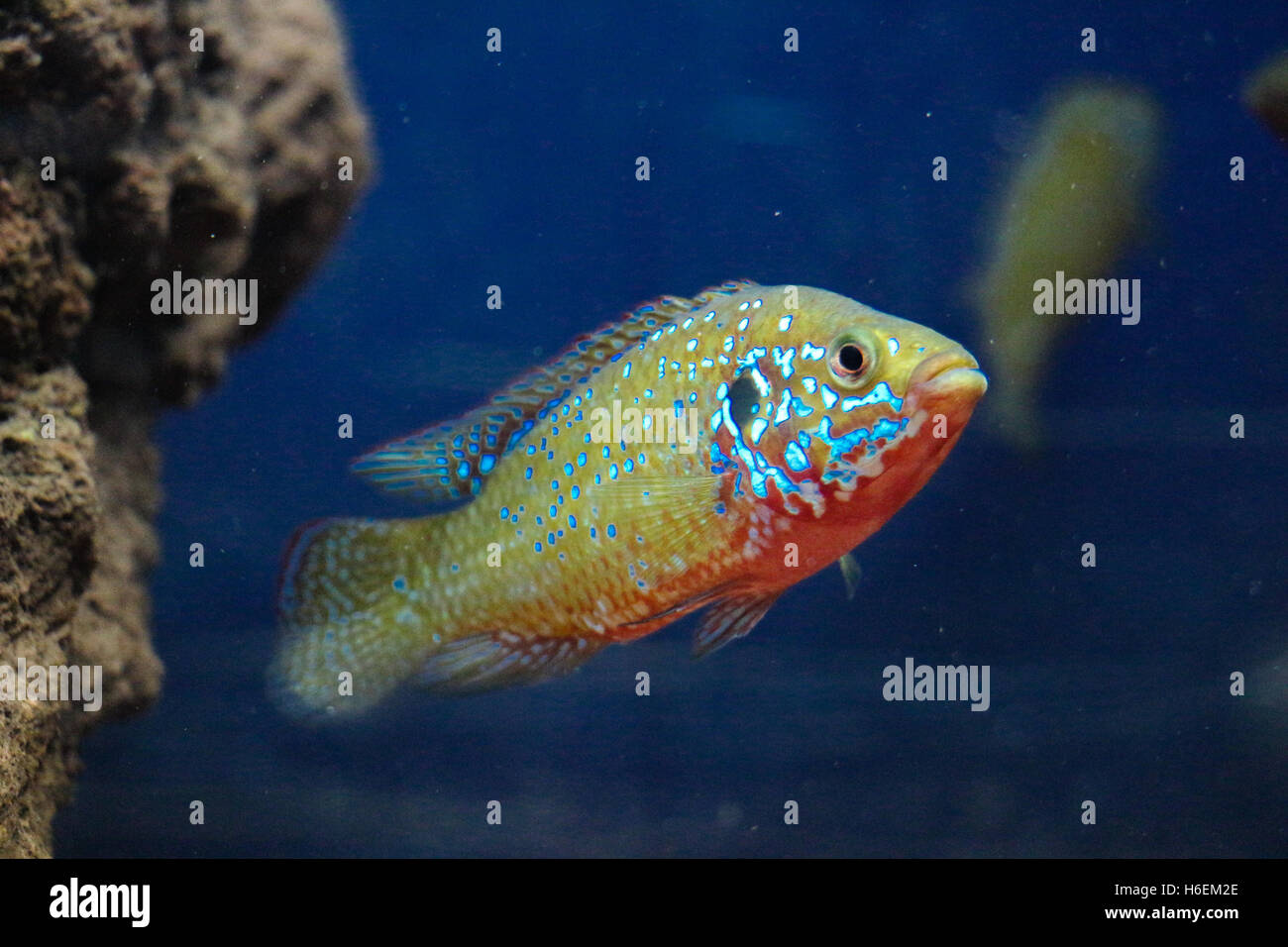 Beautiful colorful fish swims in the aquarium envıronment Stock Photo ...