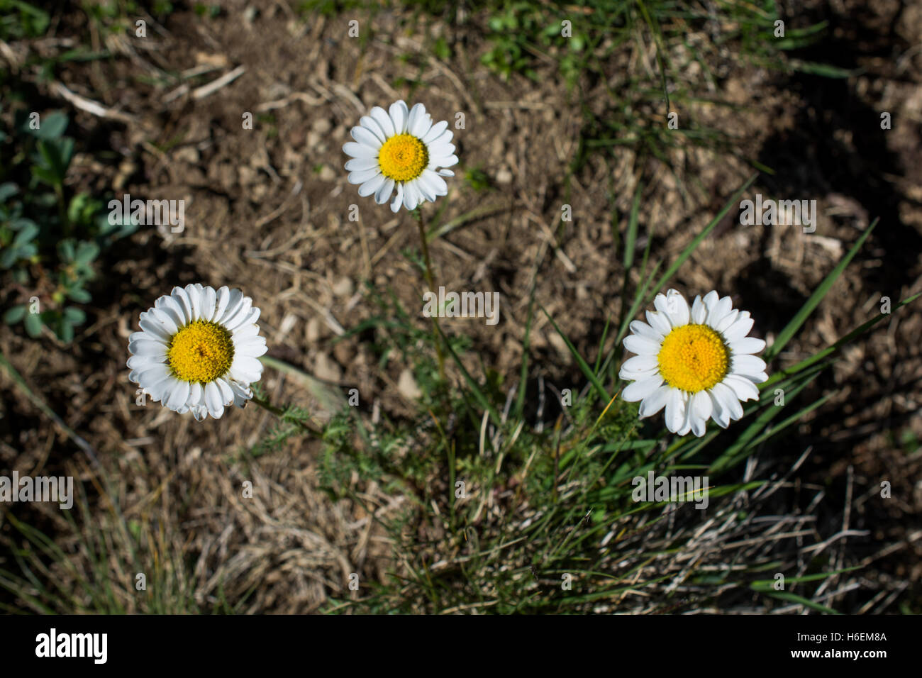 Beautiful daisy flowers in nature background Stock Photo - Alamy