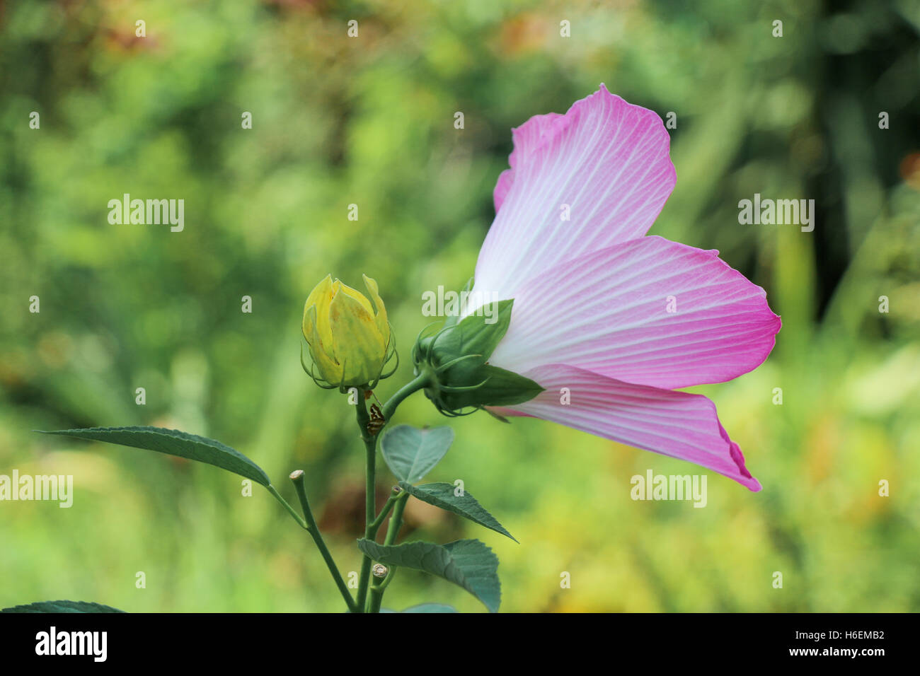 Beautiful fresh flowers in nature background Stock Photo - Alamy