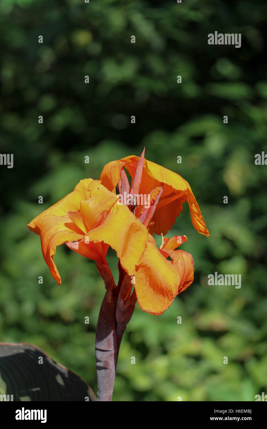 Beautiful fresh Iris flowers in nature background Stock Photo - Alamy