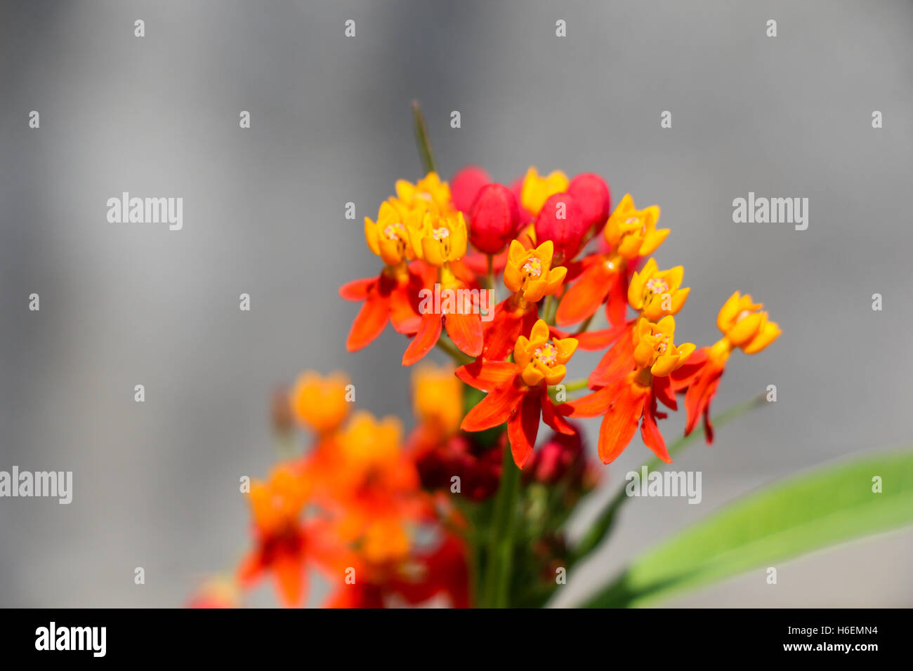 Beautiful fresh flowers in nature background Stock Photo - Alamy