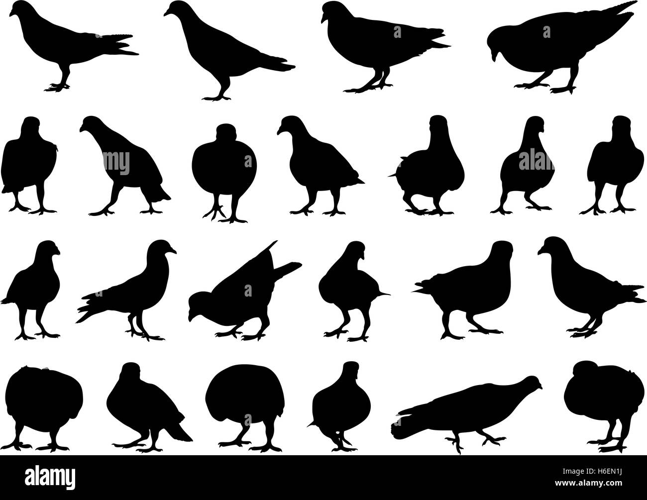 Different animals collage Stock Vector Images - Alamy