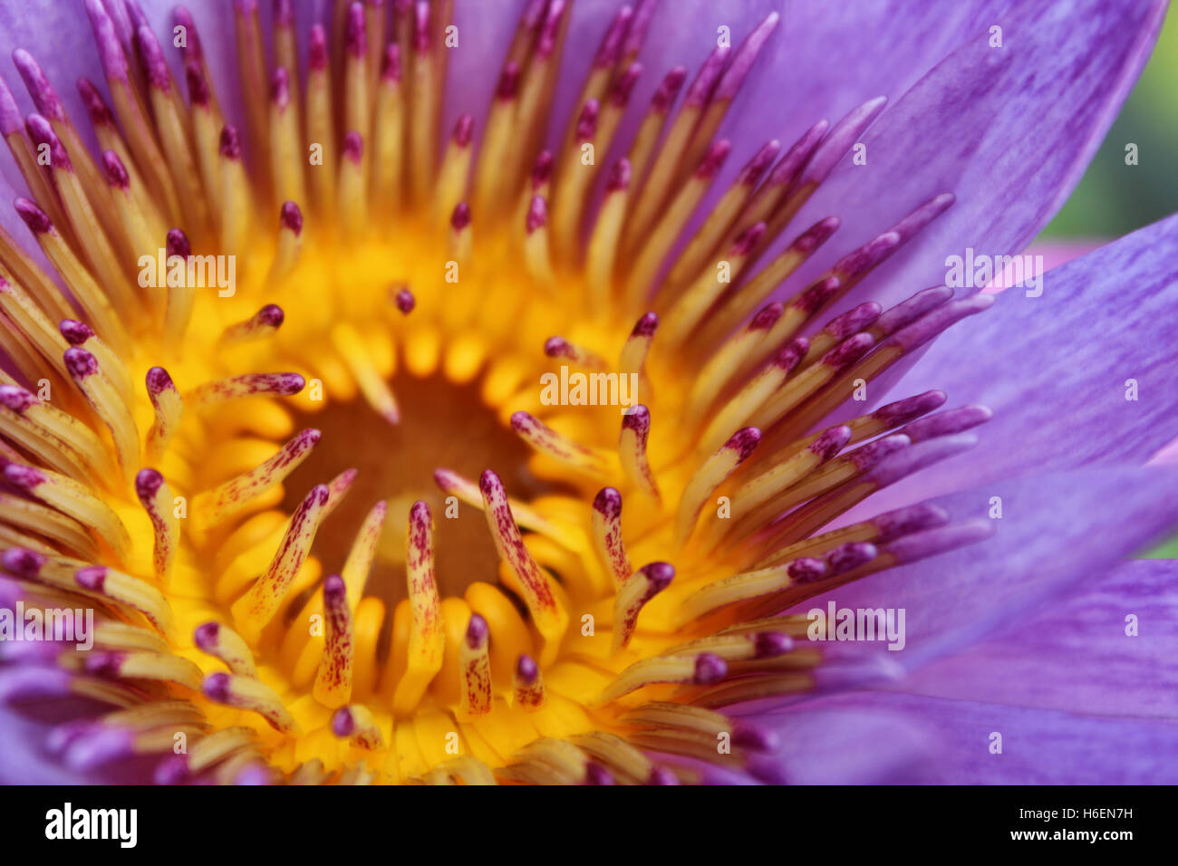 Close up pollen of water lily Stock Photo - Alamy