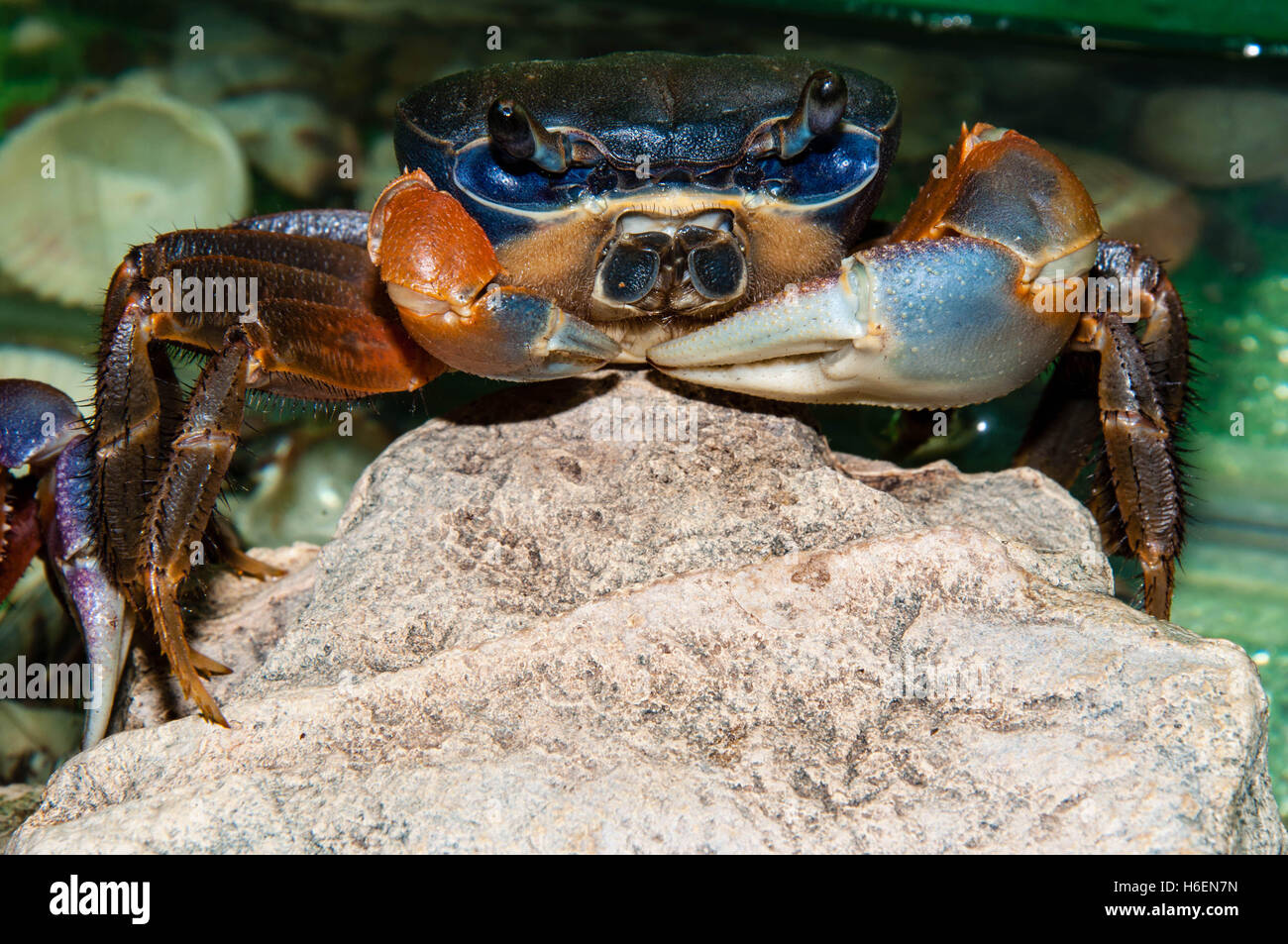 Rainbow swimming crab hi-res stock photography and images - Alamy