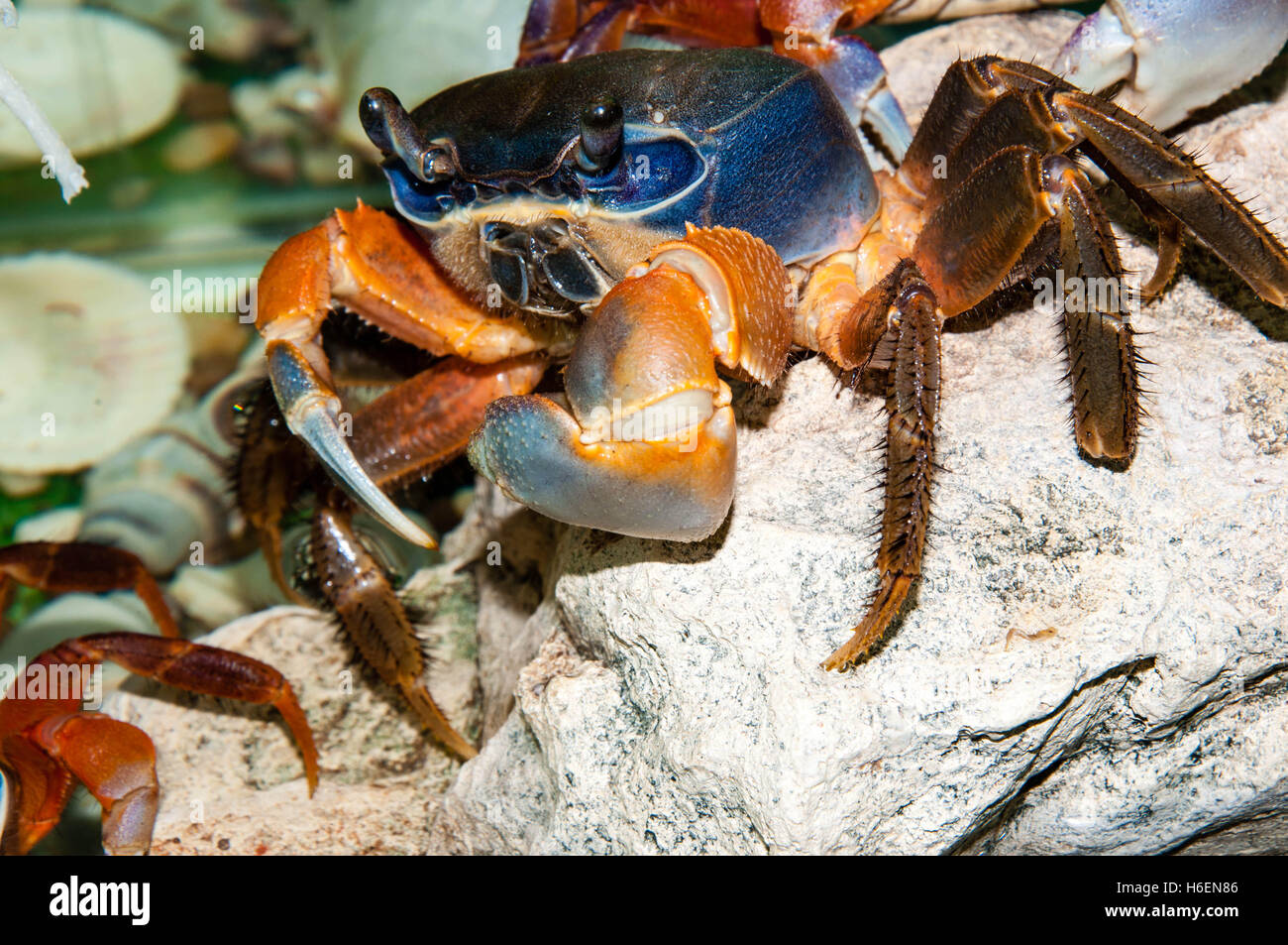 Rainbow Swimming Crab Stock Photos & Rainbow Swimming Crab Stock Images ...