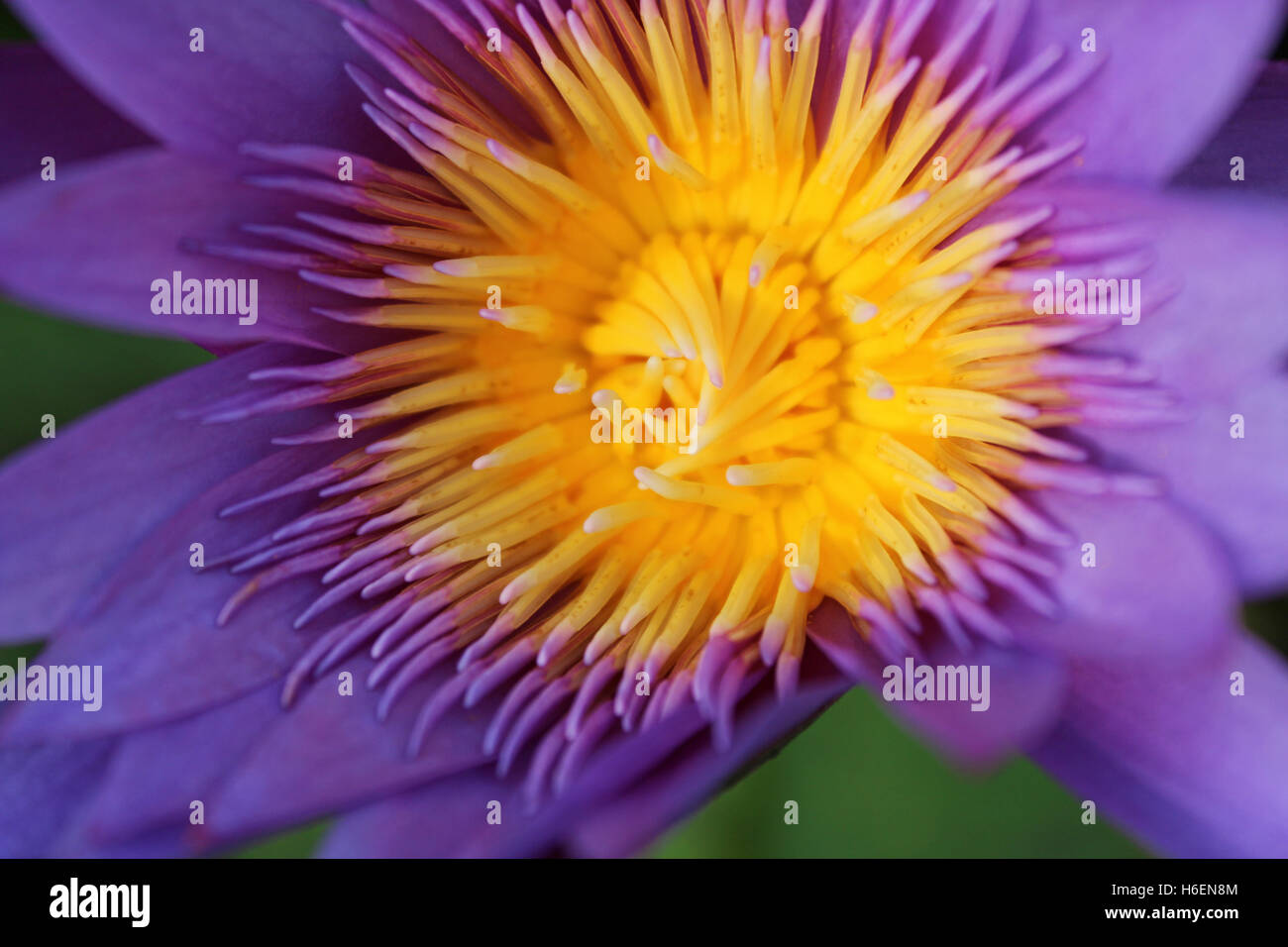 Aquatic plant pollen hi-res stock photography and images - Alamy