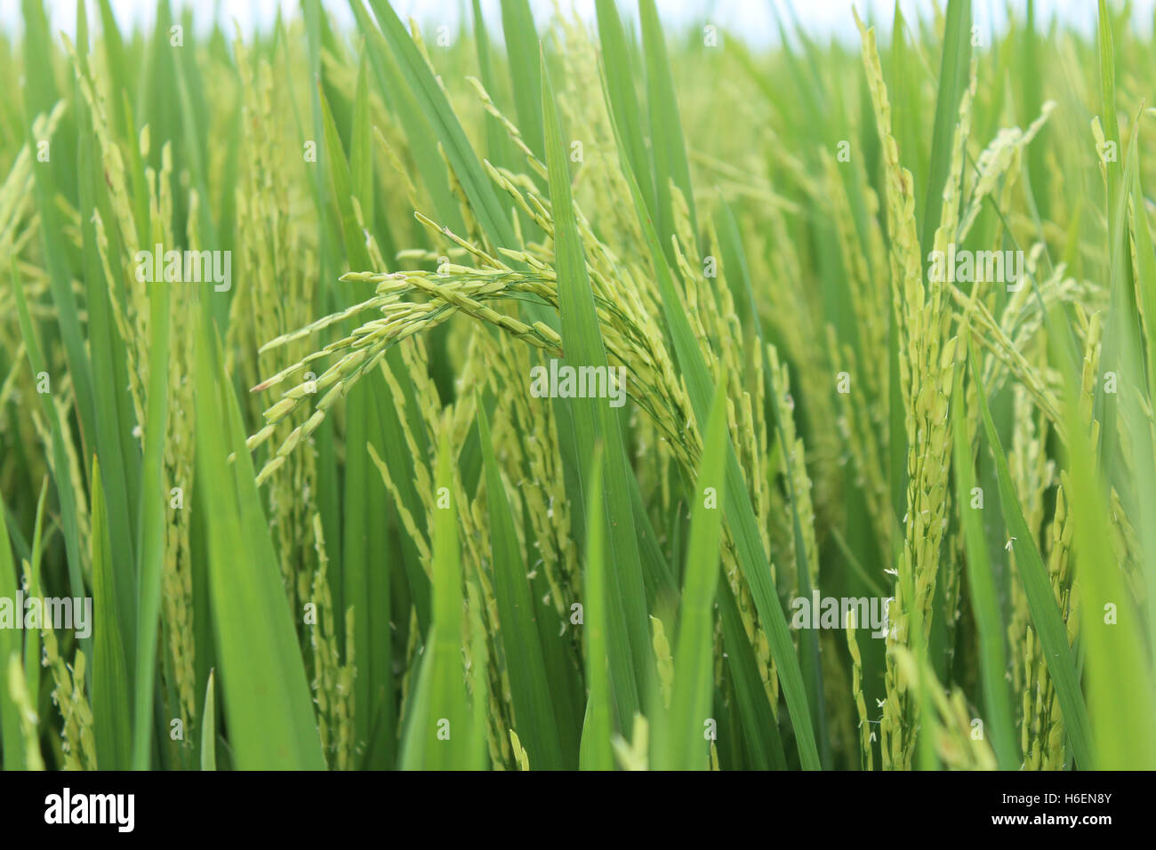 The Asian rice crop at Sekinchan, Malaysia Stock Photo - Alamy