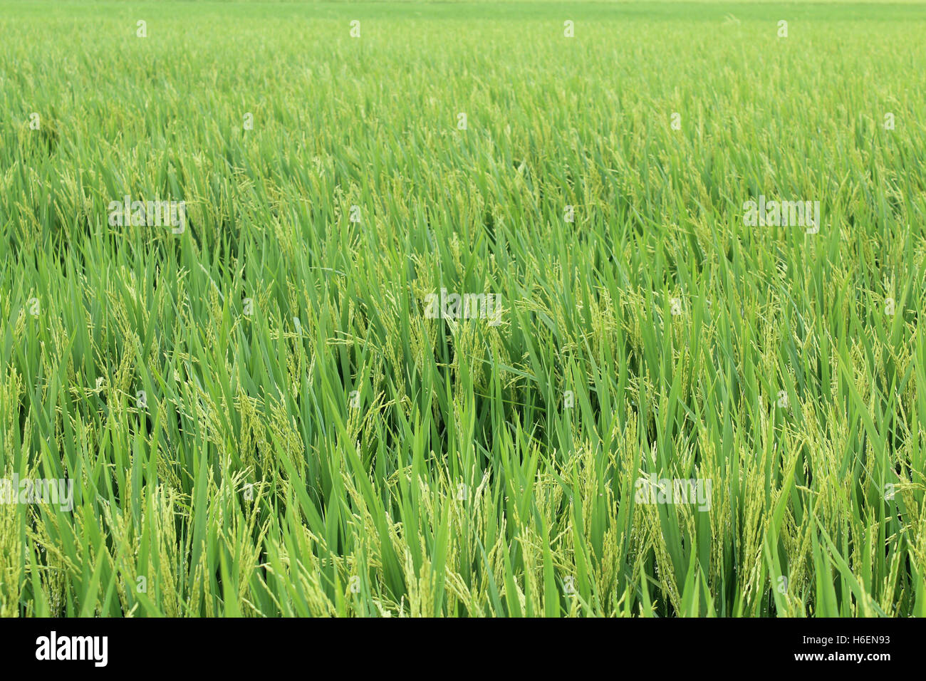Malaysia rice field hi-res stock photography and images - Alamy