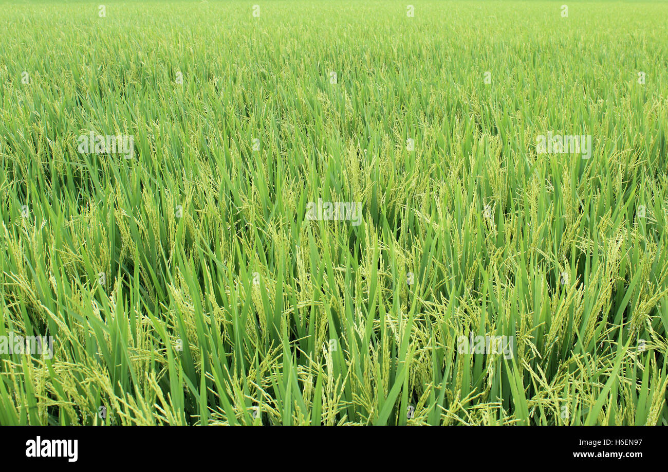 The Asian rice crop at Sekinchan, Malaysia Stock Photo - Alamy