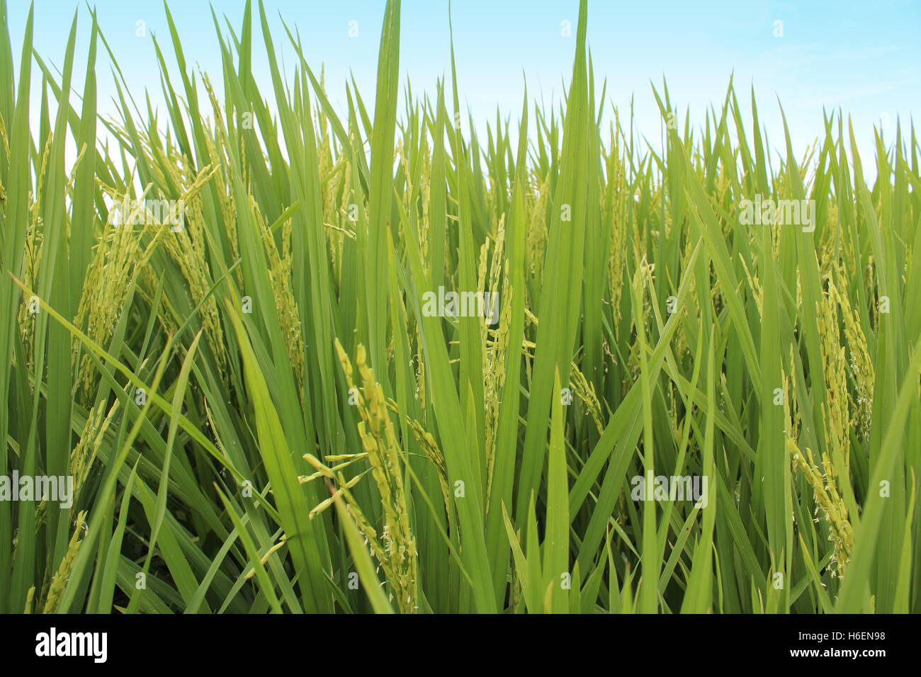 The Asian rice crop at Sekinchan, Malaysia Stock Photo - Alamy