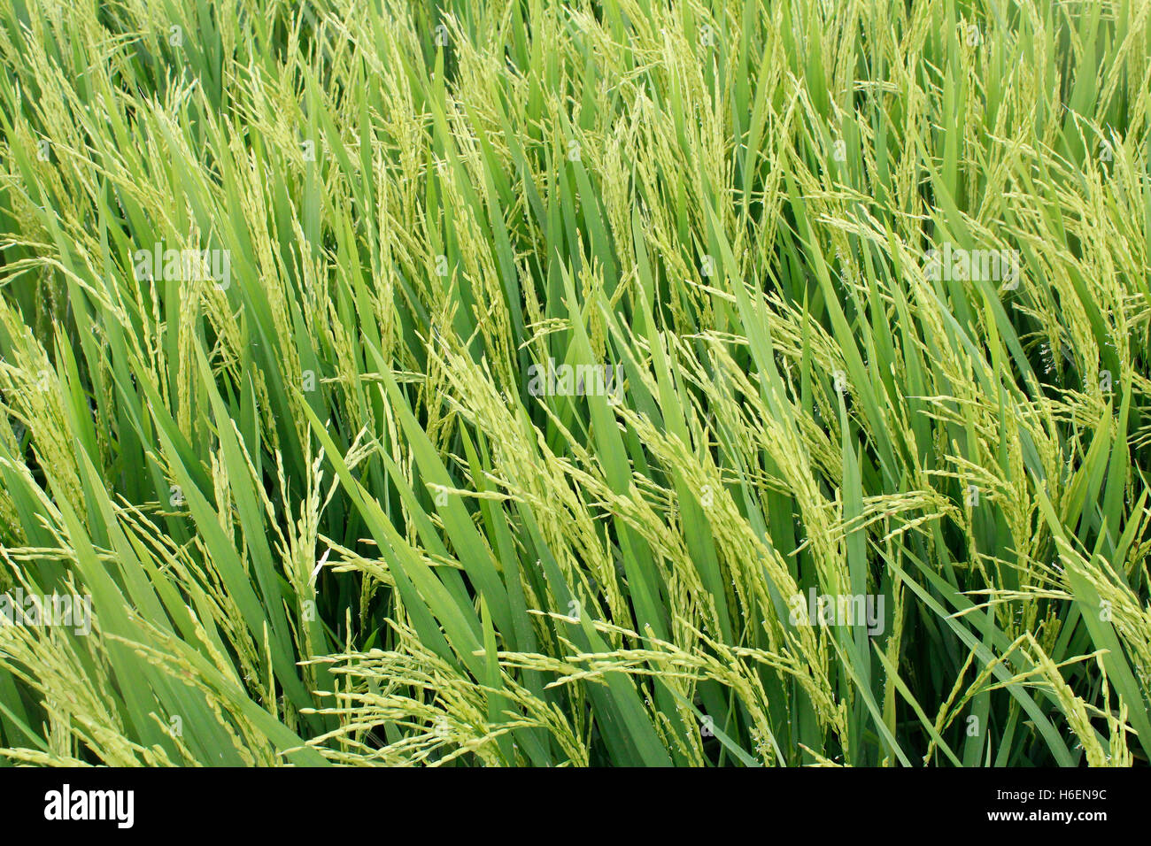 The Asian rice crop at Sekinchan, Malaysia Stock Photo - Alamy