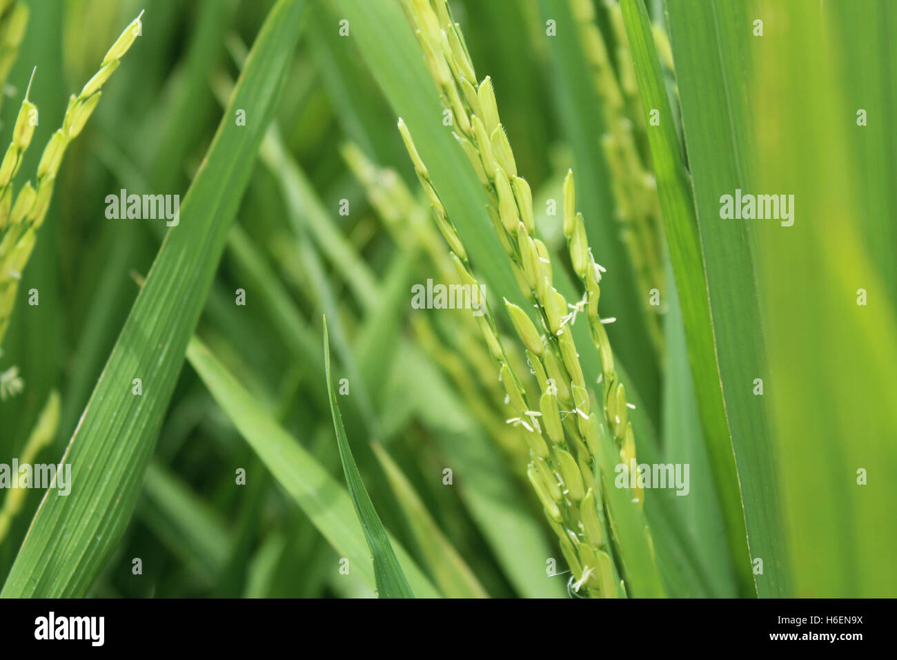 Wind Pollinated Flowers Hi res Stock Photography And Images Alamy Wind Pollinated Flowers Hi res Stock Photography And Images Alamy