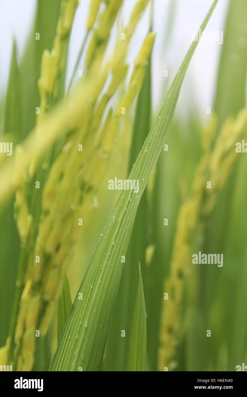 The Asian rice crop at Sekinchan, Malaysia Stock Photo - Alamy