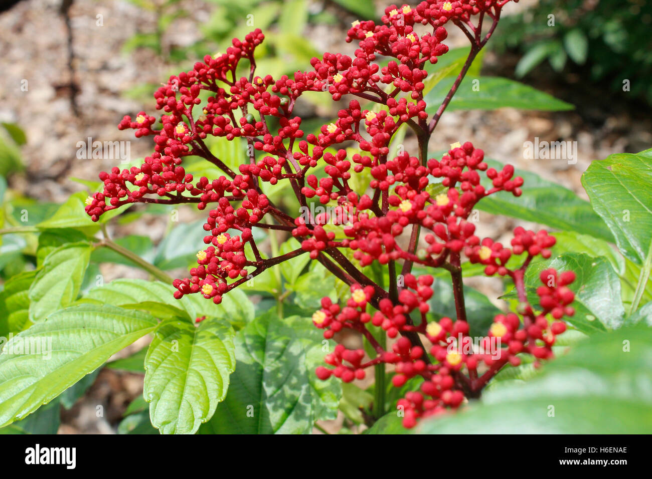 Tiny Red Flowers High Resolution Stock Photography and Images - Alamy
