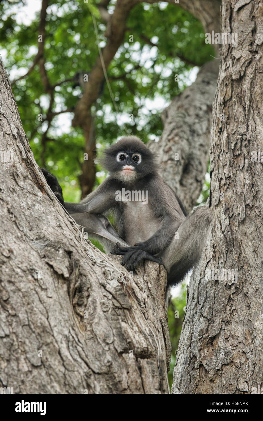 Dusky leaf monkey in asia hi-res stock photography and images - Alamy