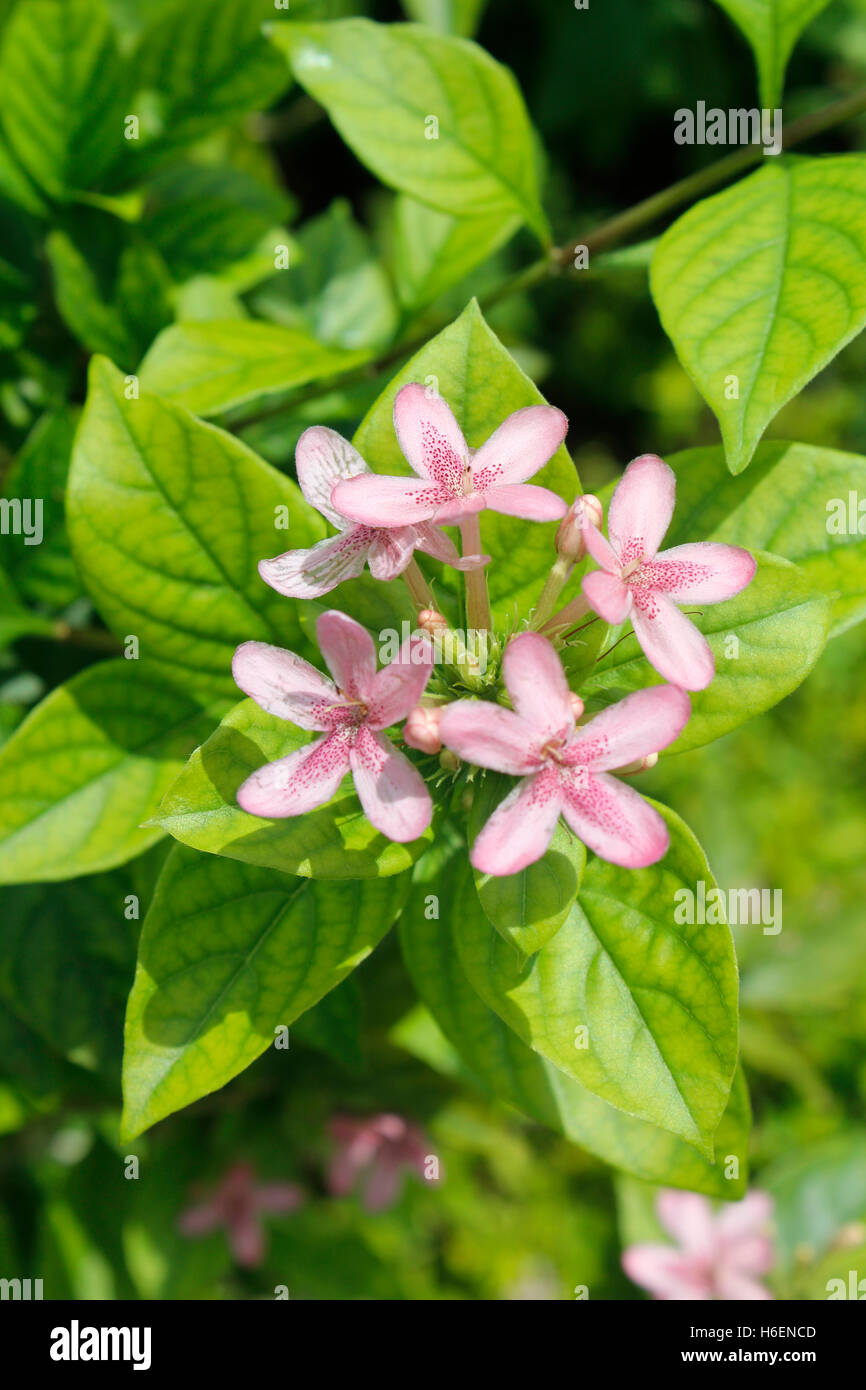 Small pink flowers with buds blossom in the garden Stock Photo - Alamy