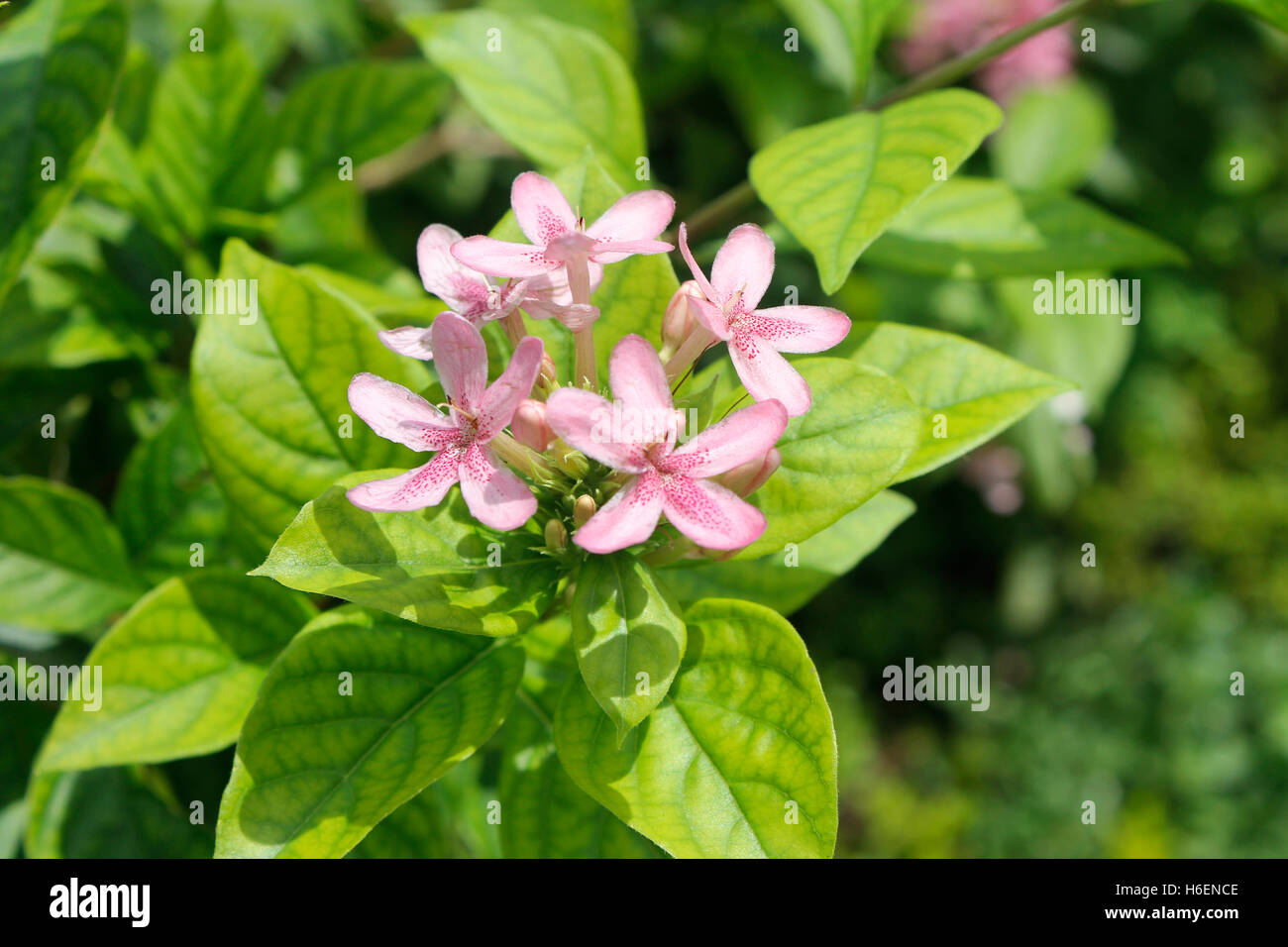 Small pink flowers with buds blossom in the garden Stock Photo - Alamy