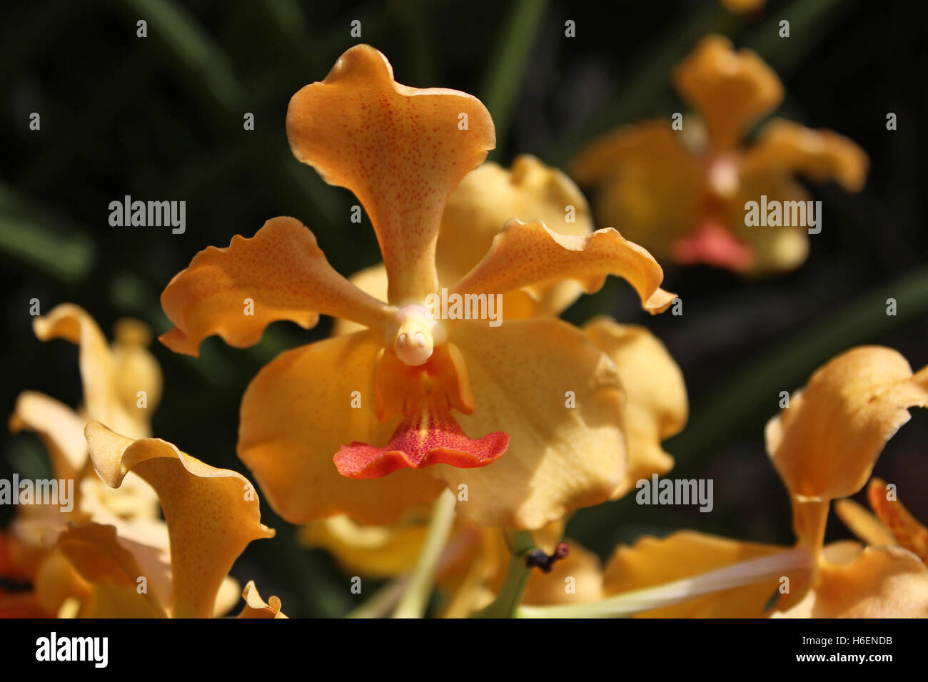 Orange orchids under the sunlight in the garden Stock Photo - Alamy