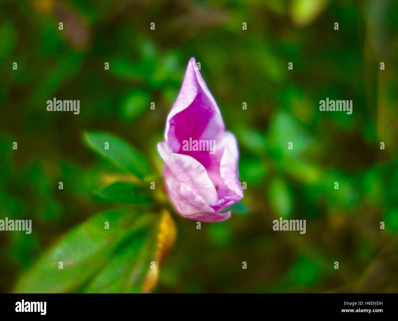 Azalea flower hi-res stock photography and images - Alamy