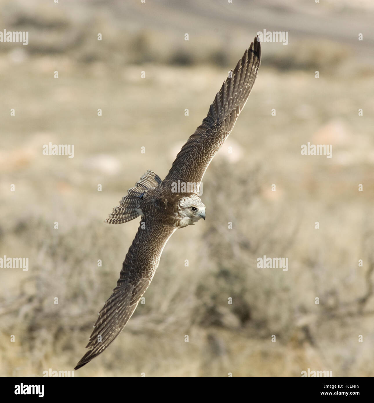 Gyrfalcon in flight Stock Photo - Alamy